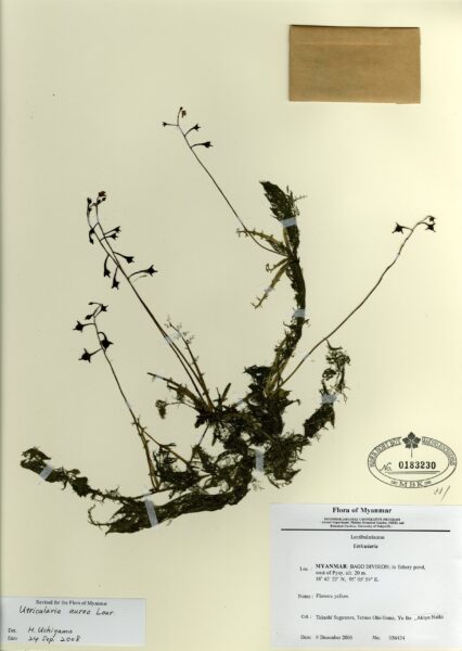 Utricularia aurea Lour. | Myanmar Vascular Plants Database