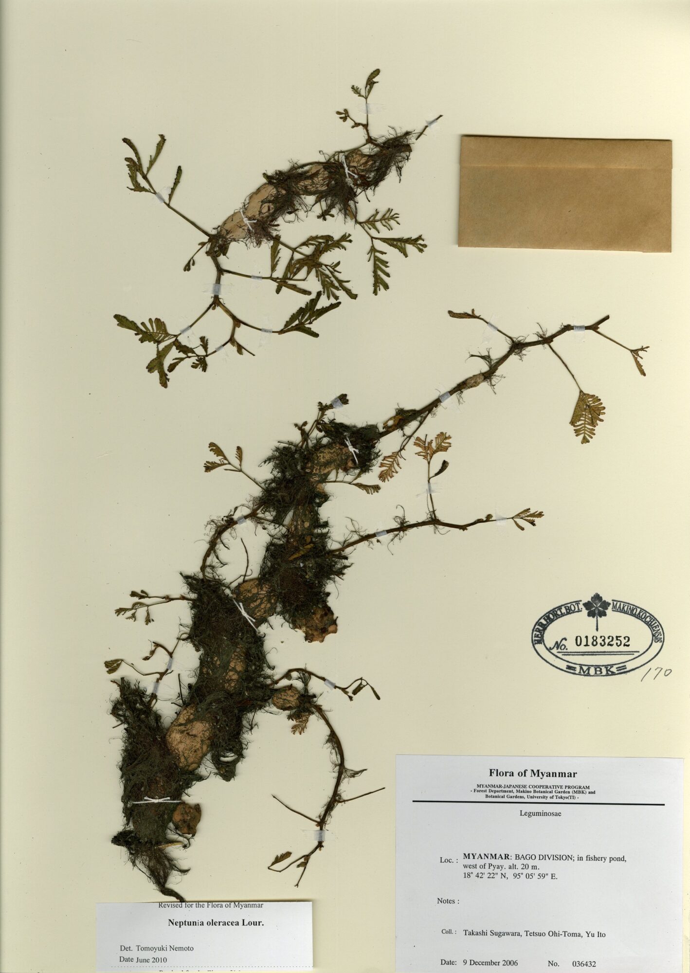 Neptunia oleracea Lour. | Myanmar Vascular Plants Database
