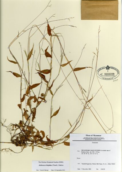 Arthraxon hispidus (Thunb.) Makino | Myanmar Vascular Plants Database