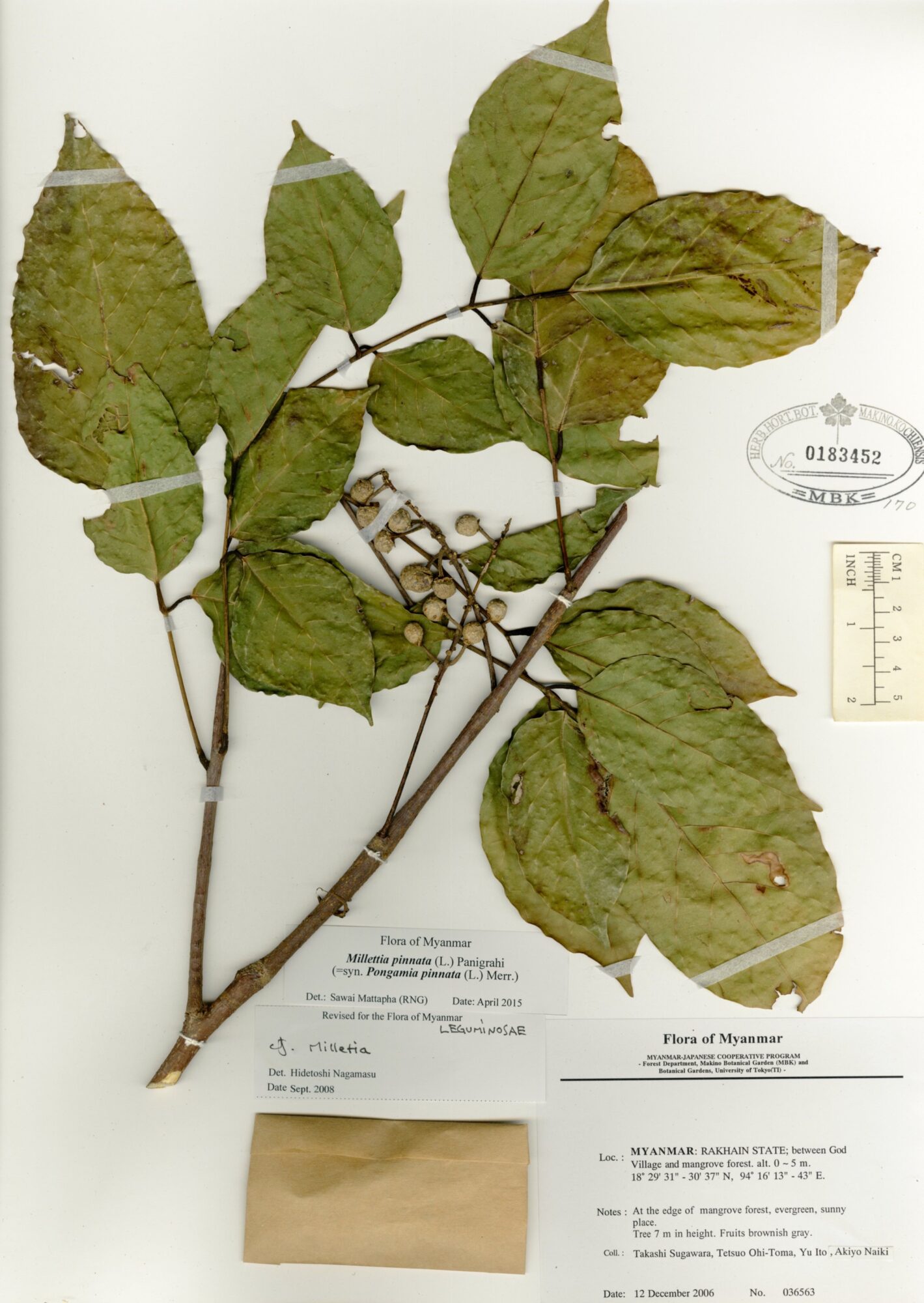 Millettia pinnata (L.) Panigrahi | Myanmar Vascular Plants Database