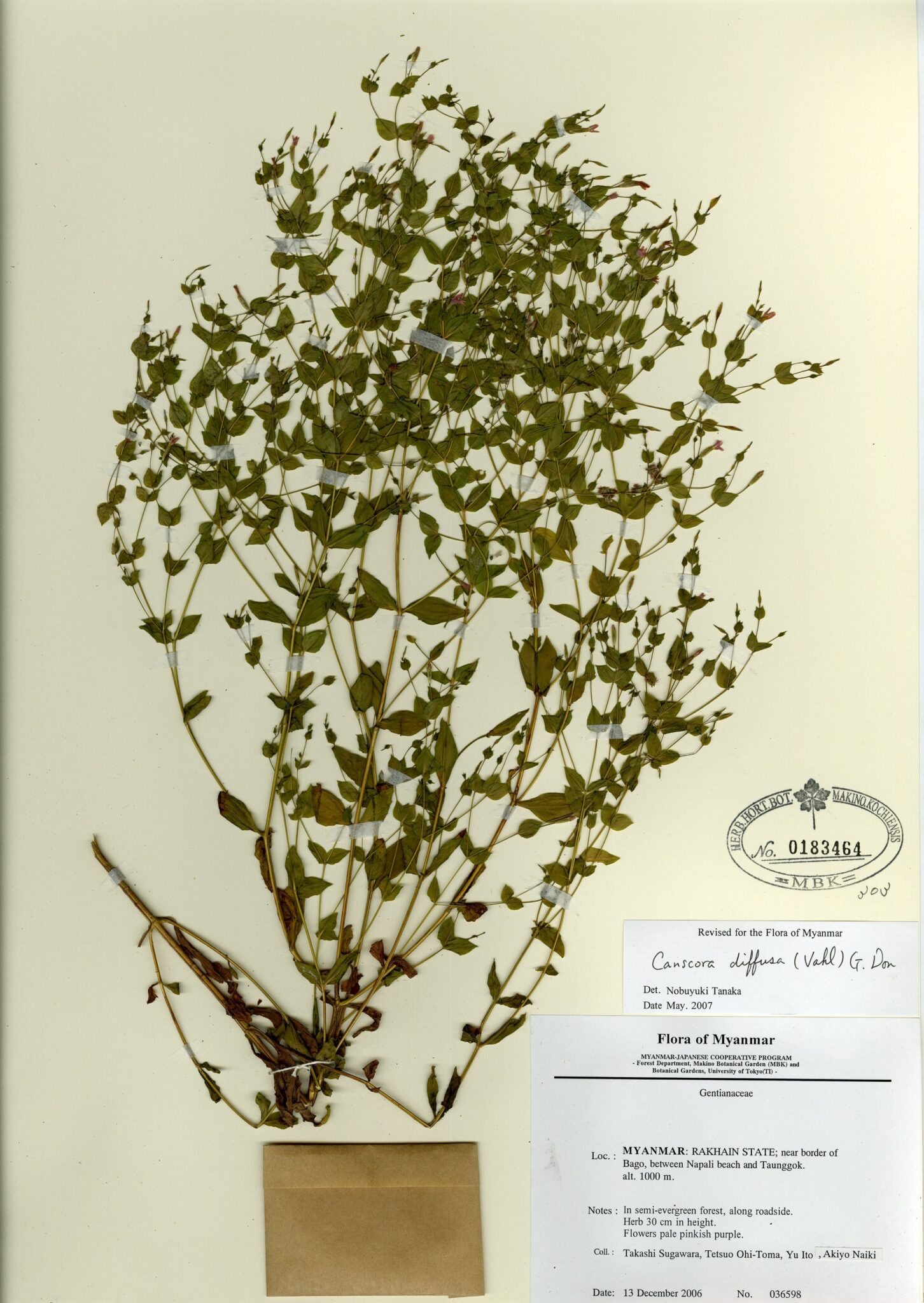 Canscora diffusa (Vahl) G. Don | Myanmar Vascular Plants Database