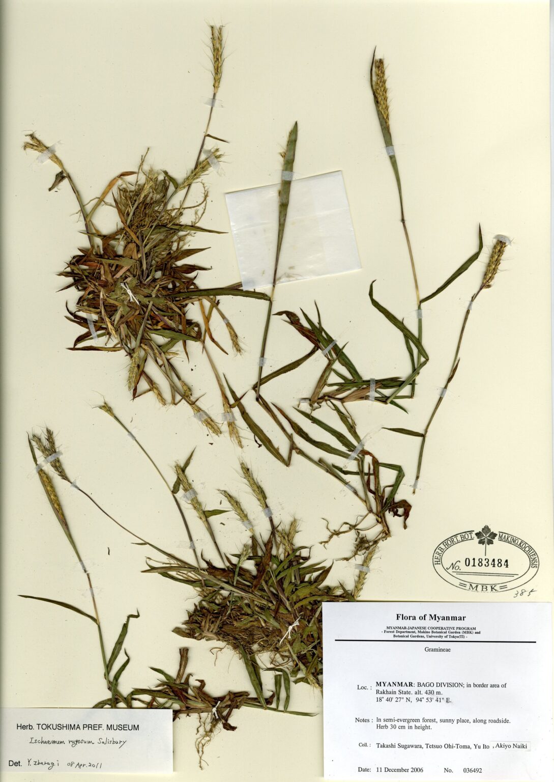 Ischaemum rugosum Salisbury | Myanmar Vascular Plants Database