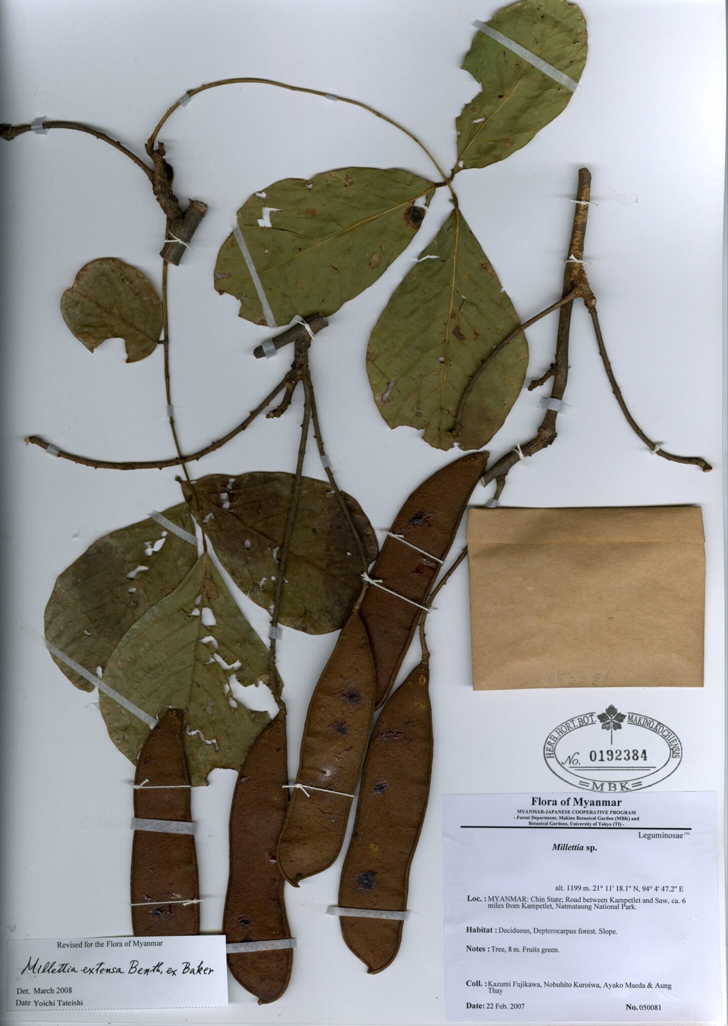 Millettia extensa Benth. ex Baker | Myanmar Vascular Plants Database