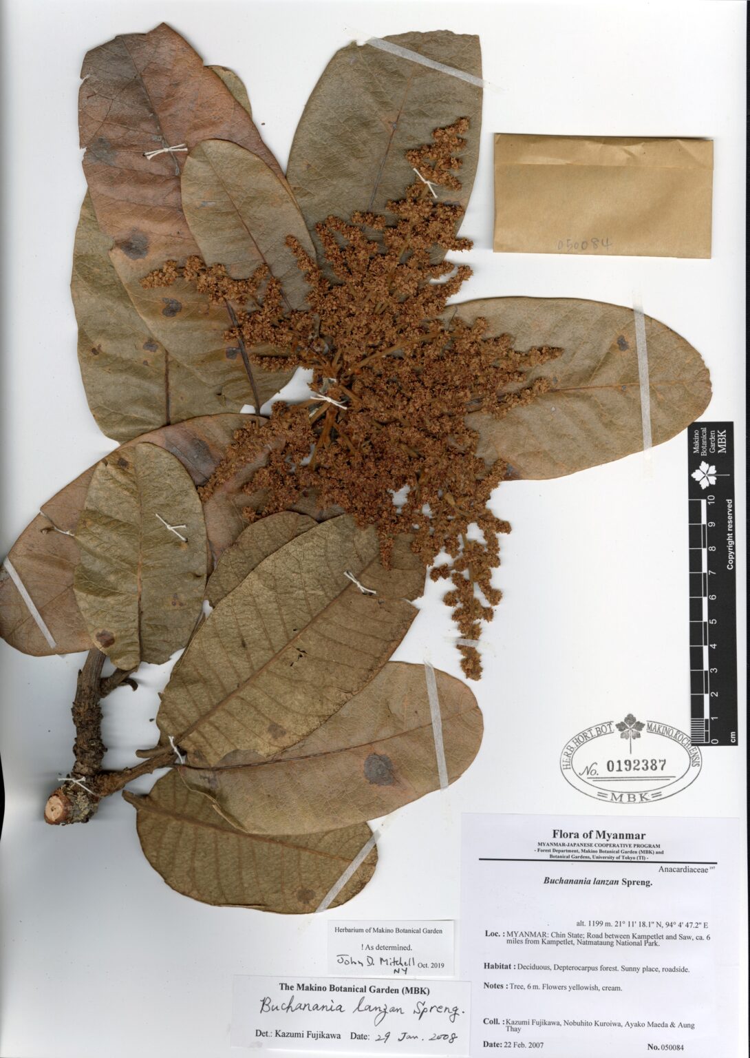 Buchanania lanzan Spreng. | Myanmar Vascular Plants Database