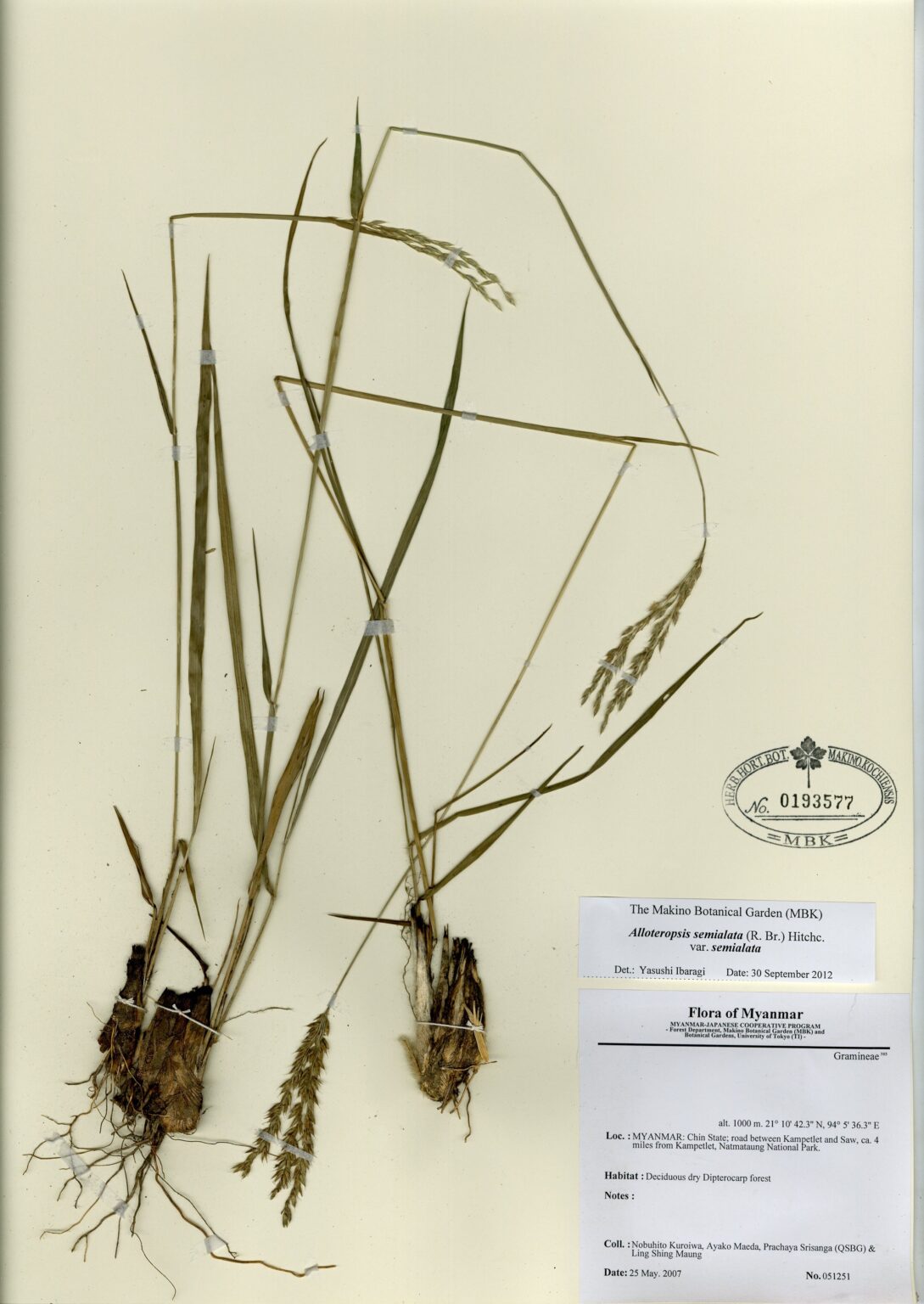 Alloteropsis semialata (R. Br.) Hitchc. var. semialata | Myanmar ...