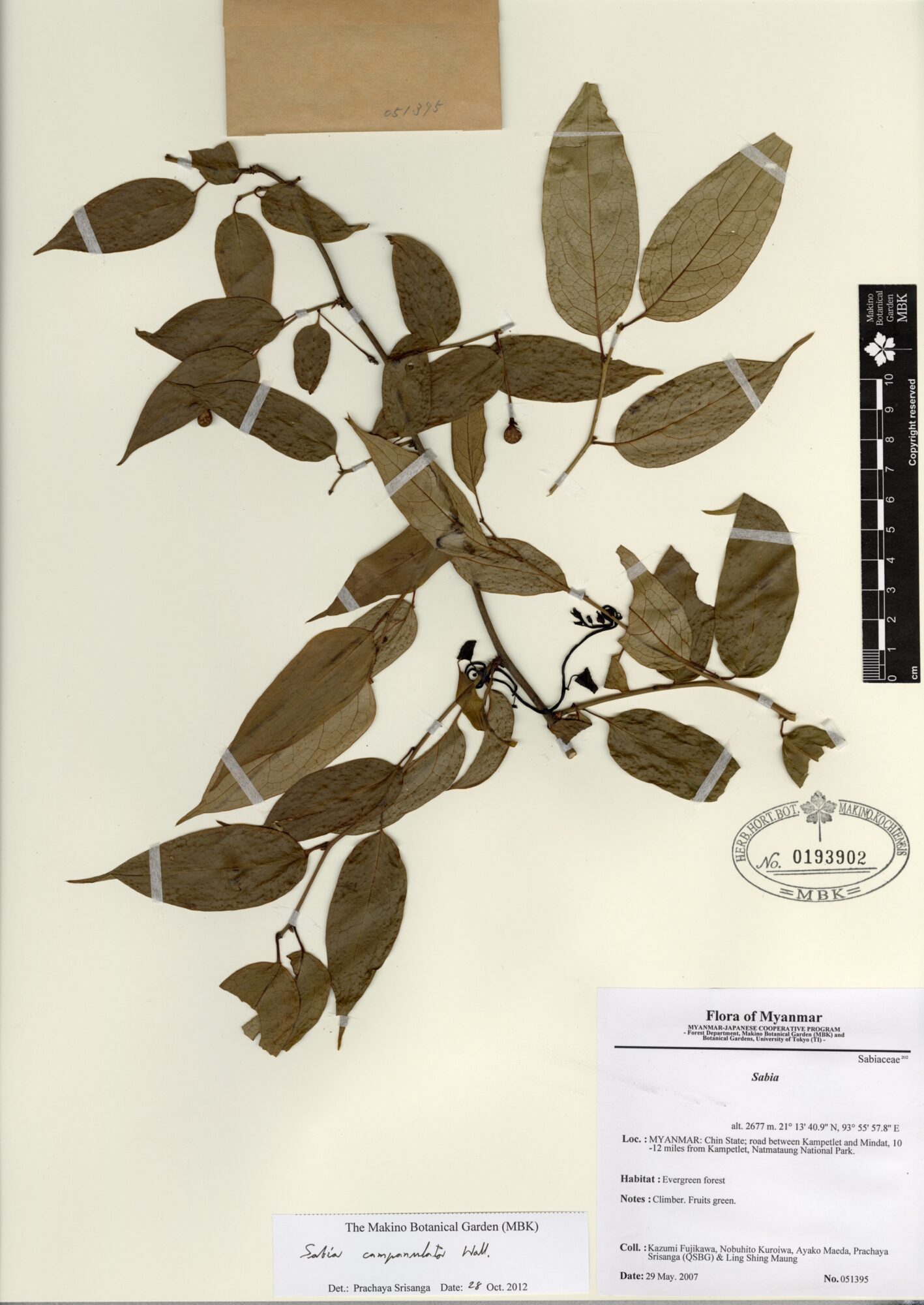 Sabia campanulata Wall. | Myanmar Vascular Plants Database