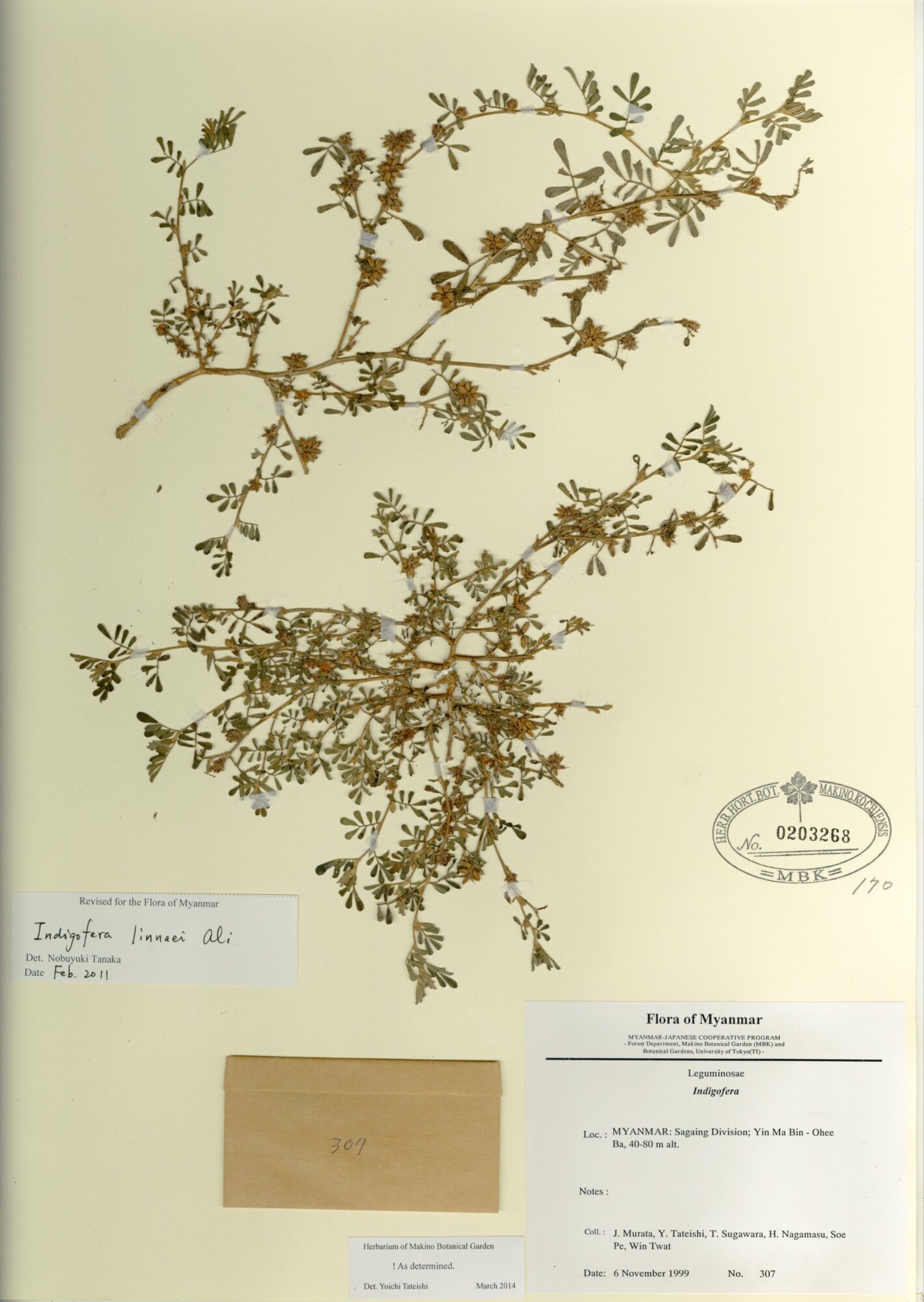 Indigofera linnaei Ali | Myanmar Vascular Plants Database