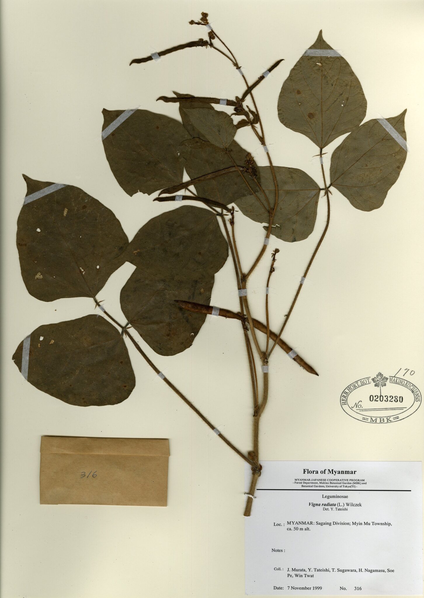 Vigna radiata (L.) Wilczek | Myanmar Vascular Plants Database