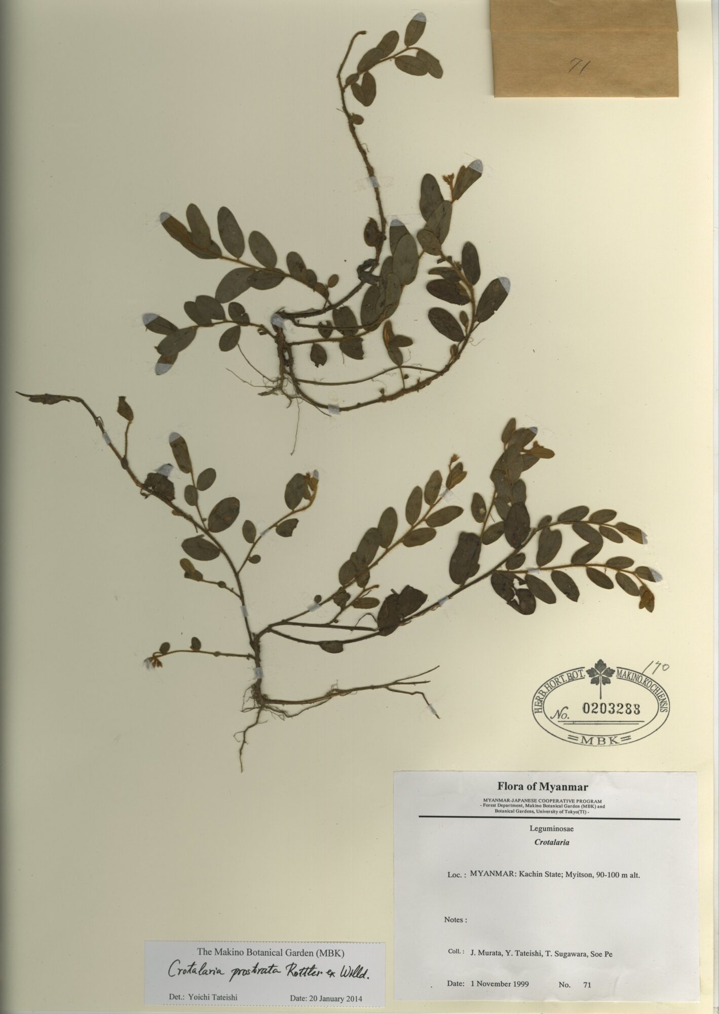 Crotalaria prostrata Rottler ex Willd. | Myanmar Vascular Plants Database