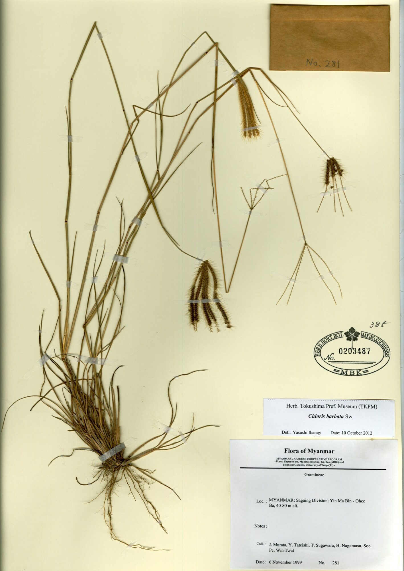 Chloris barbata Sw. | Myanmar Vascular Plants Database