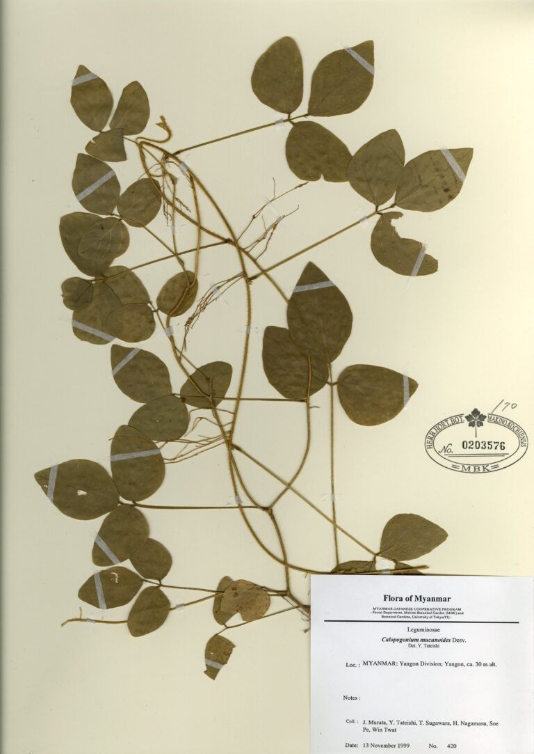 Calopogonium mucunoides Desv. | Myanmar Vascular Plants Database
