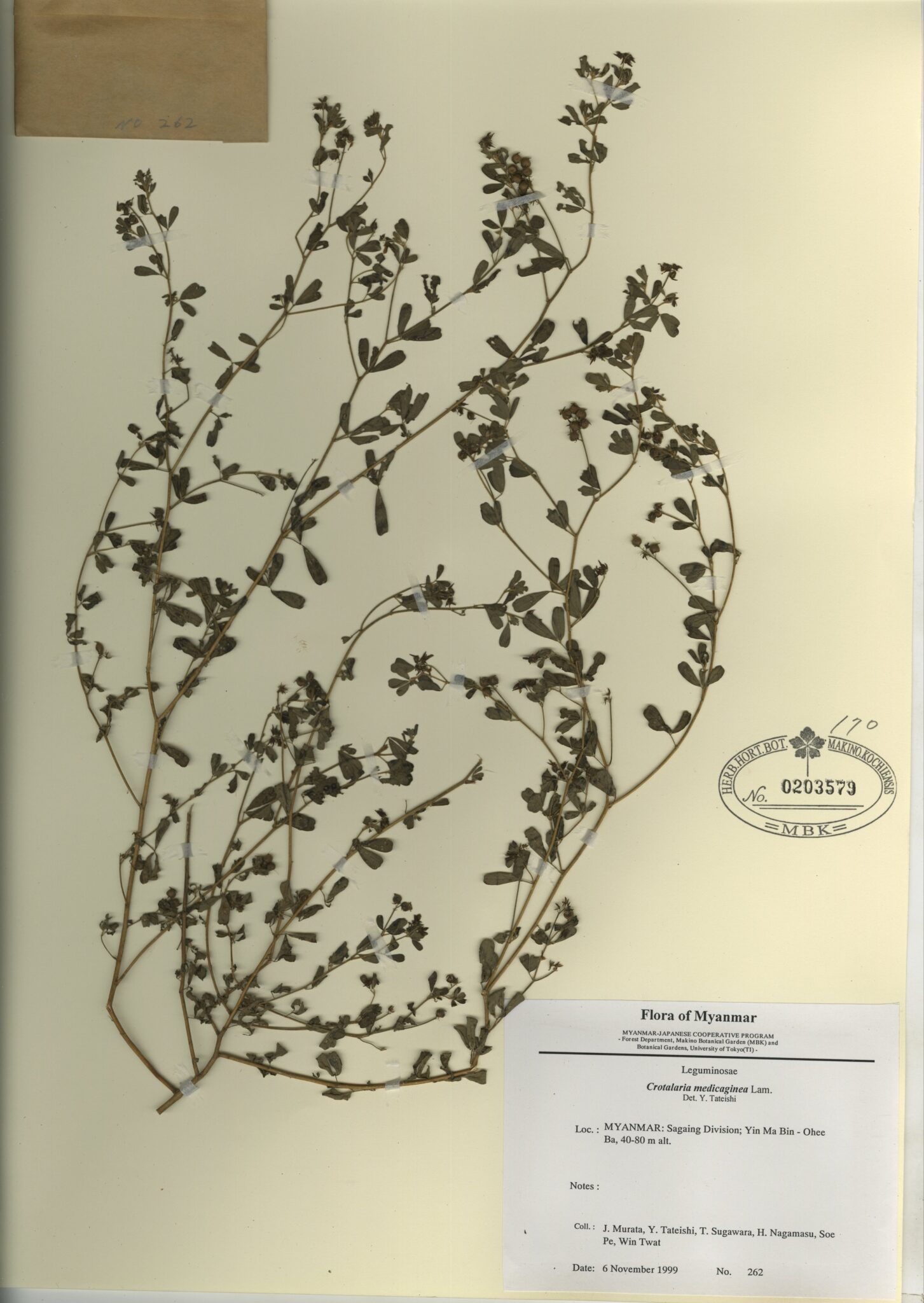 Crotalaria medicaginea Lam. | Myanmar Vascular Plants Database