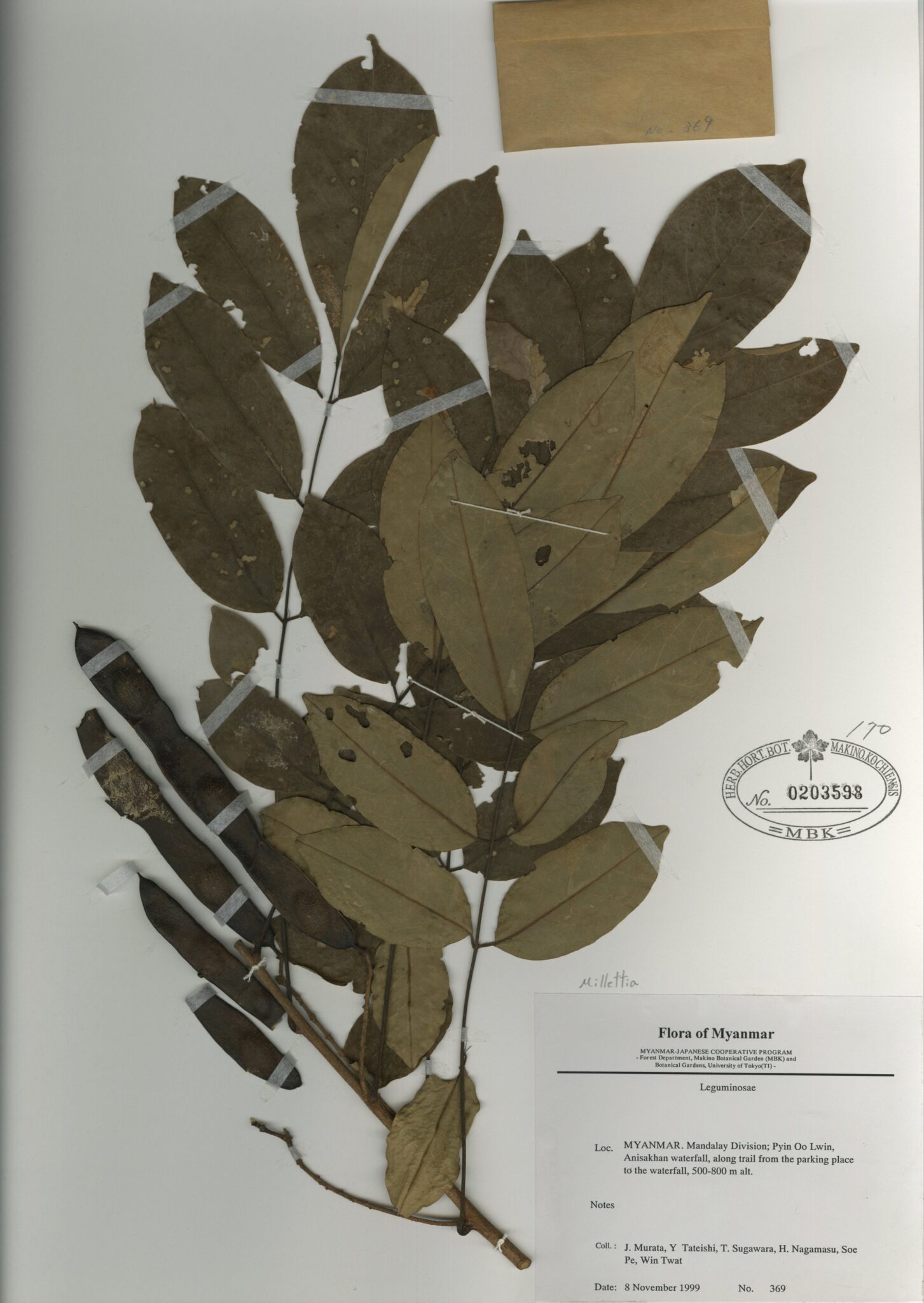 Endosamara racemosa (Roxb.) R. Geesink | Myanmar Vascular Plants Database