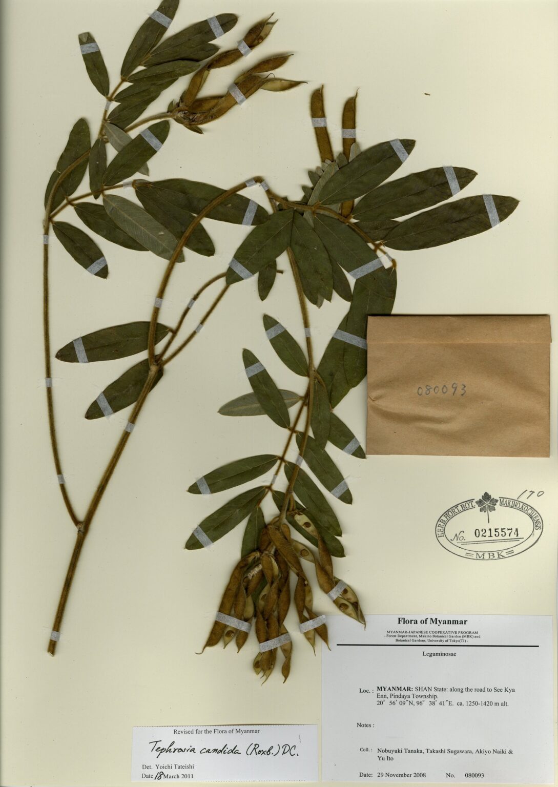 Tephrosia candida (Roxb.) DC. | Myanmar Vascular Plants Database