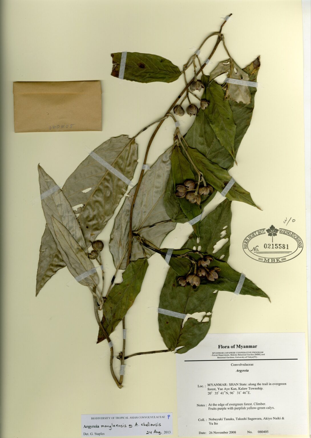 Argyreia cf. cheliensis C.Y. Wu | Myanmar Vascular Plants Database