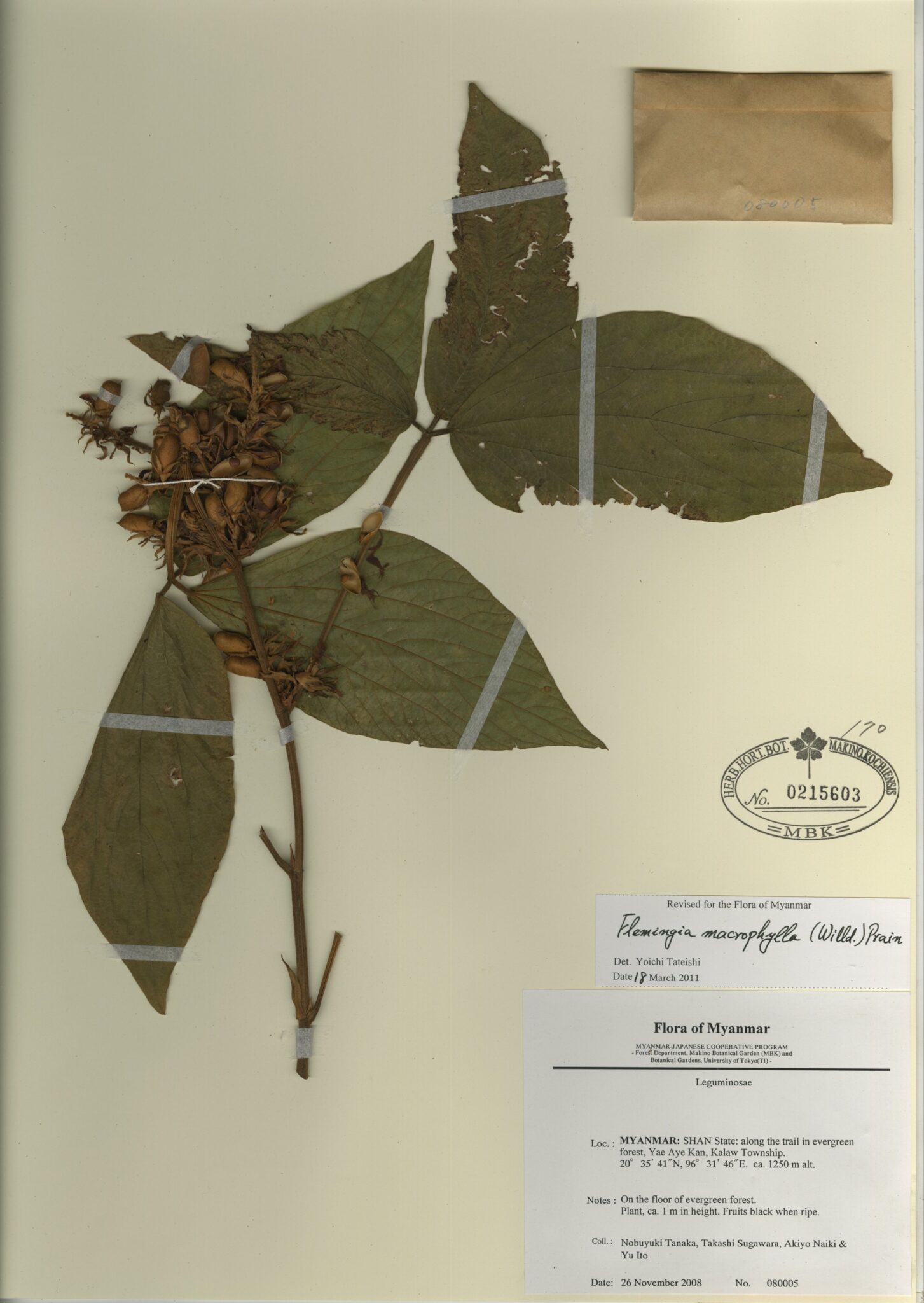 Flemingia macrophylla (Willd.) Prain | Myanmar Vascular Plants Database