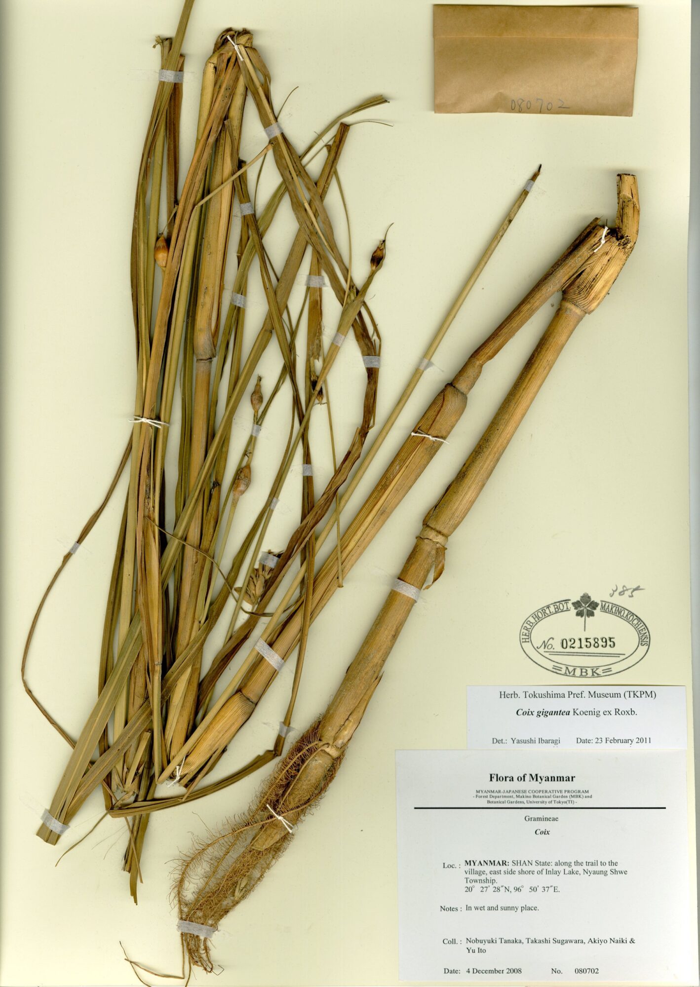 Coix gigantea Koenig ex Roxb. | Myanmar Vascular Plants Database