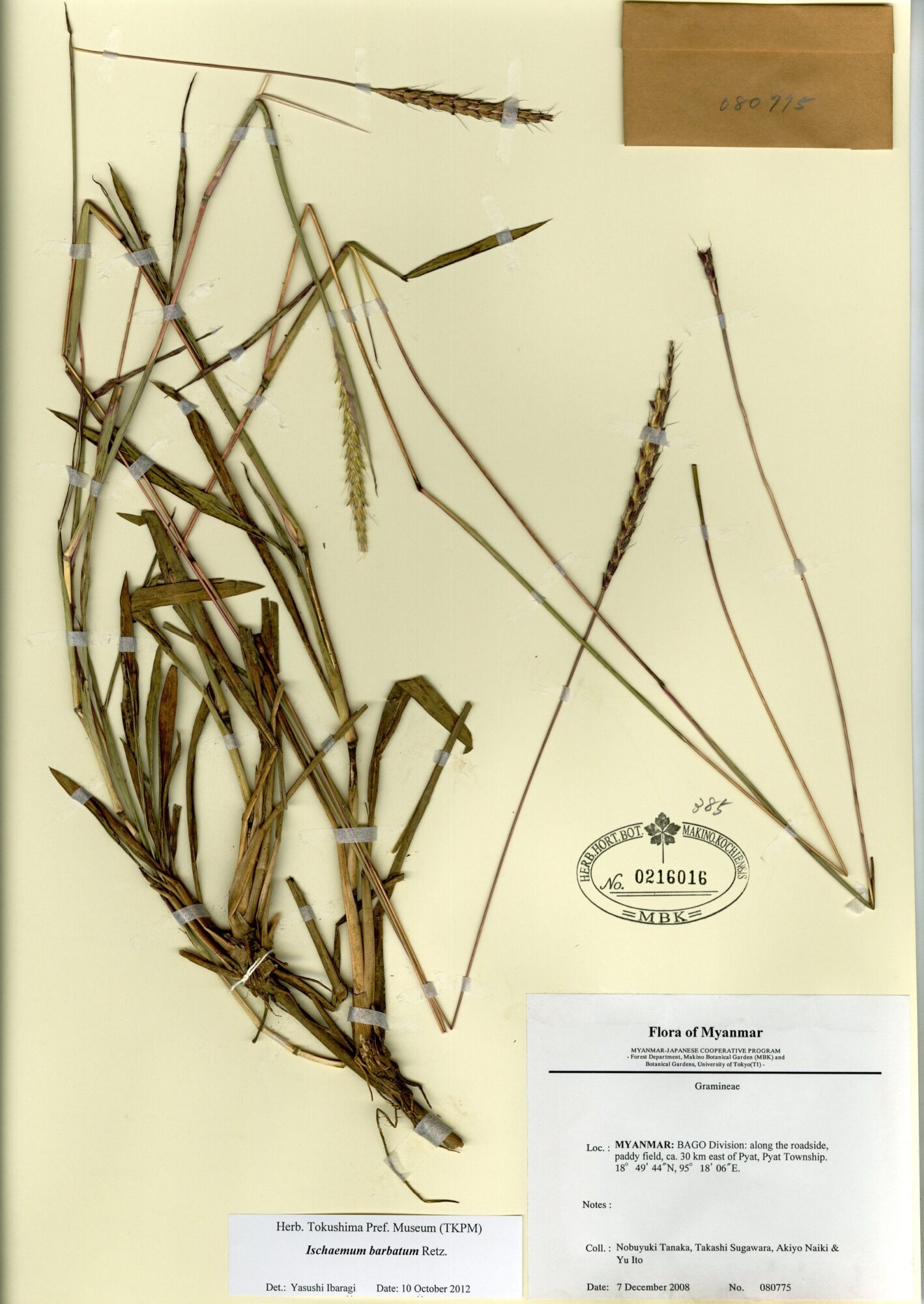 Ischaemum barbatum Retz. | Myanmar Vascular Plants Database