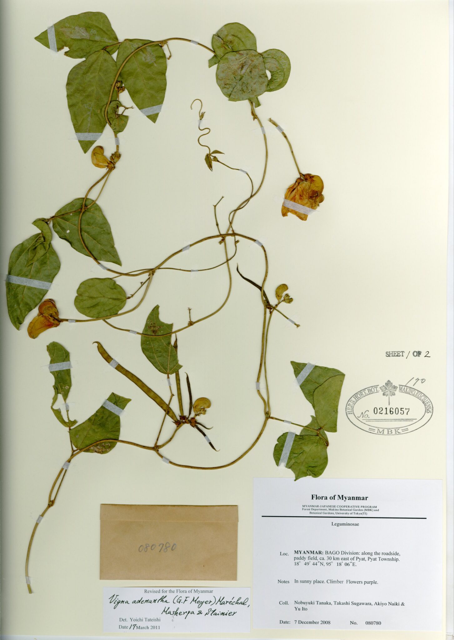 Vigna adenantha (G.F. Meyer) Maréchal, Masherpa & Stainier | Myanmar ...