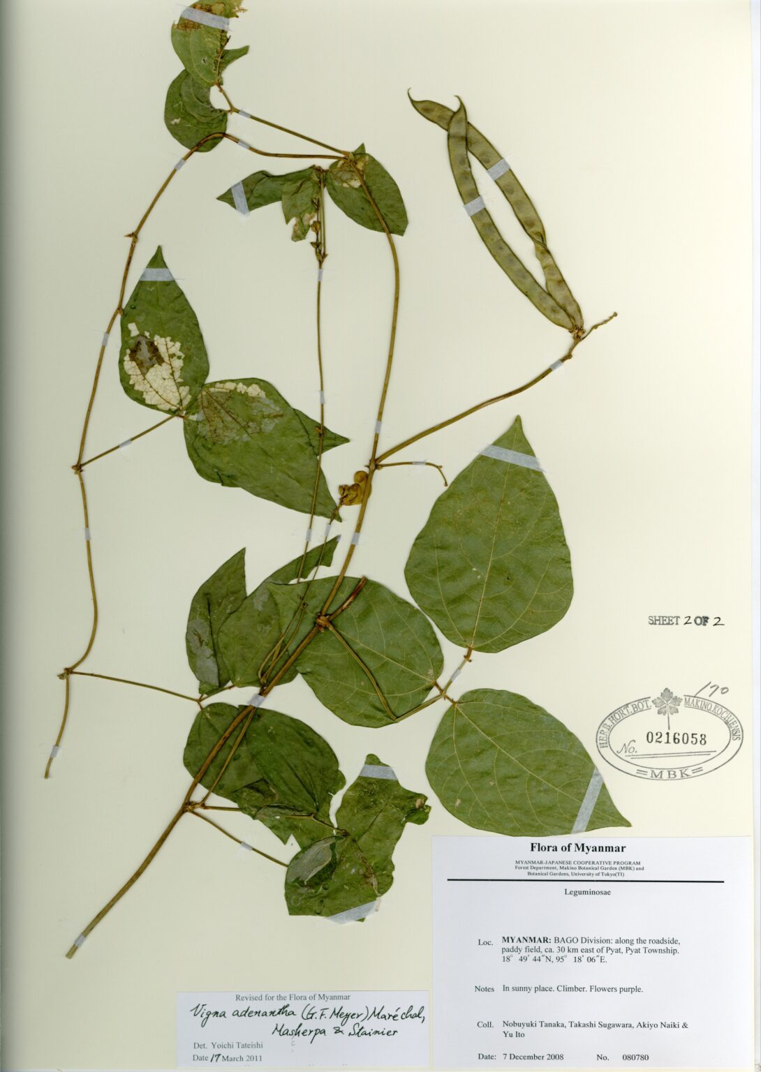 Vigna adenantha (G.F. Meyer) Maréchal, Masherpa & Stainier | Myanmar ...