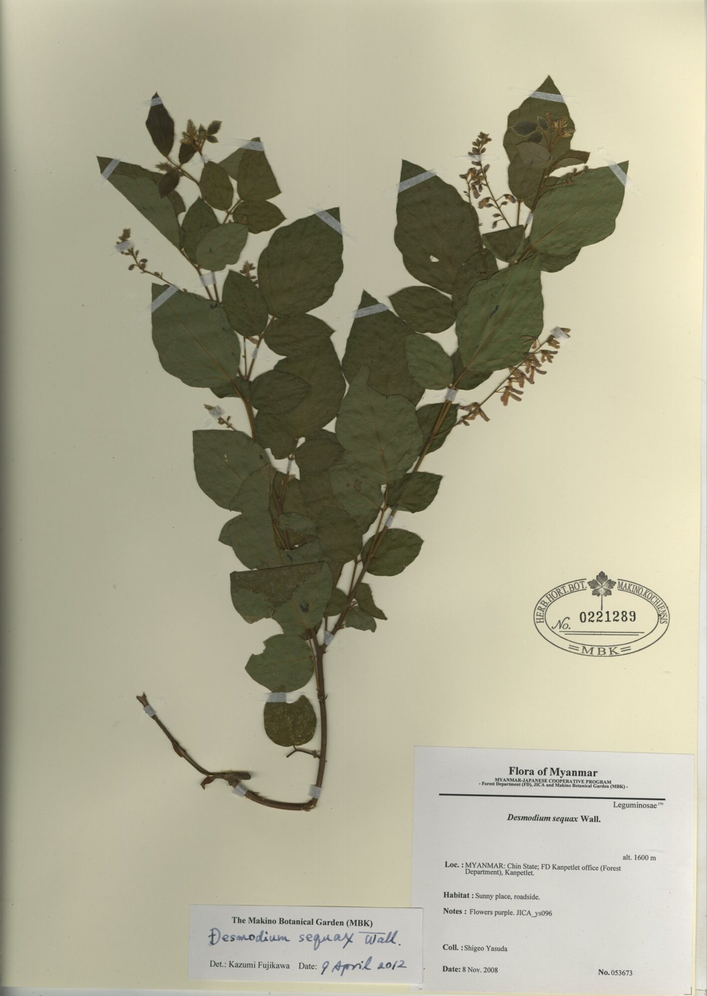 Ototropis sequax (Wall.) H.Ohashi & K.Ohashi | Myanmar Vascular Plants ...