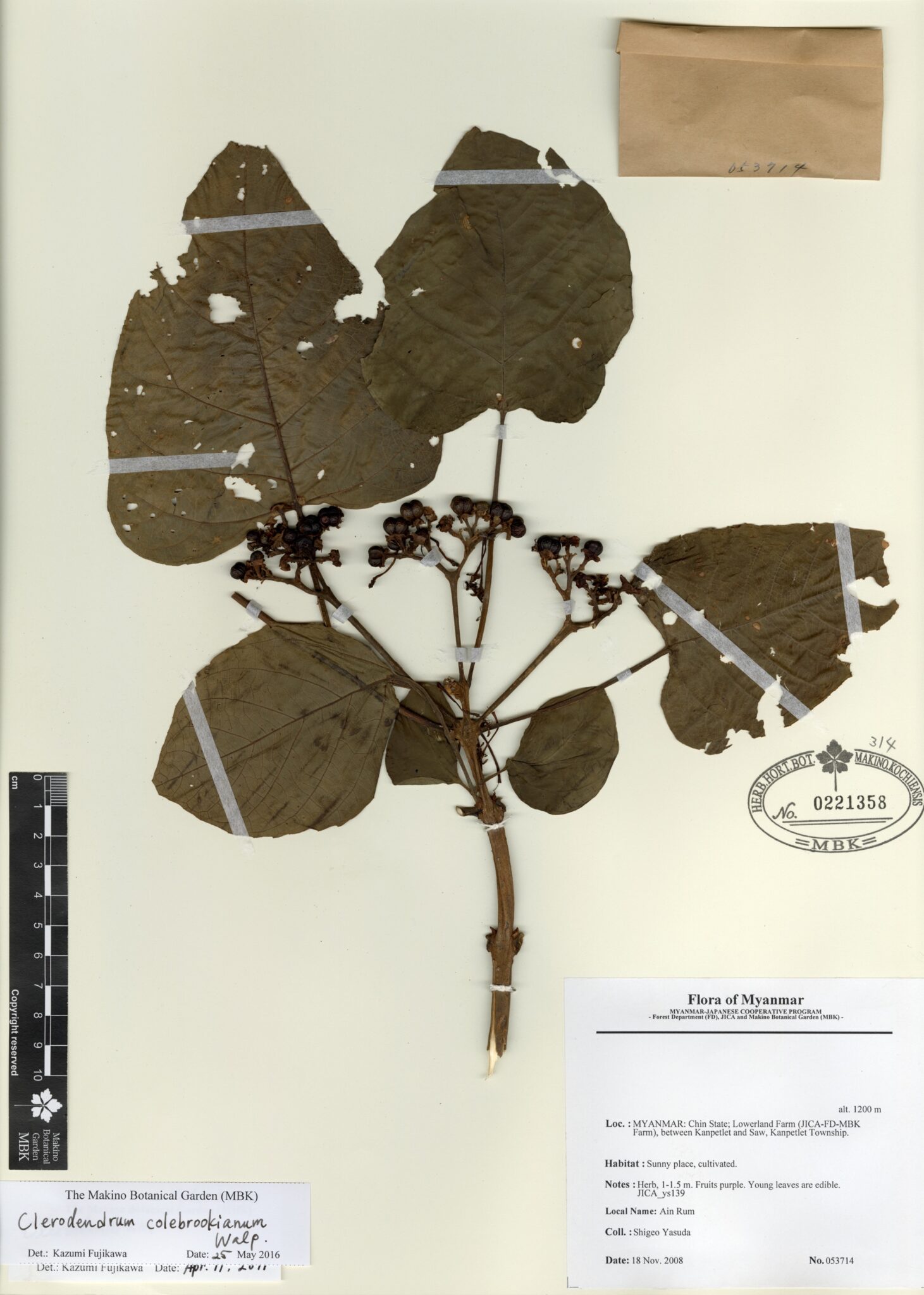Clerodendrum colebrookianum Walp. | Myanmar Vascular Plants Database