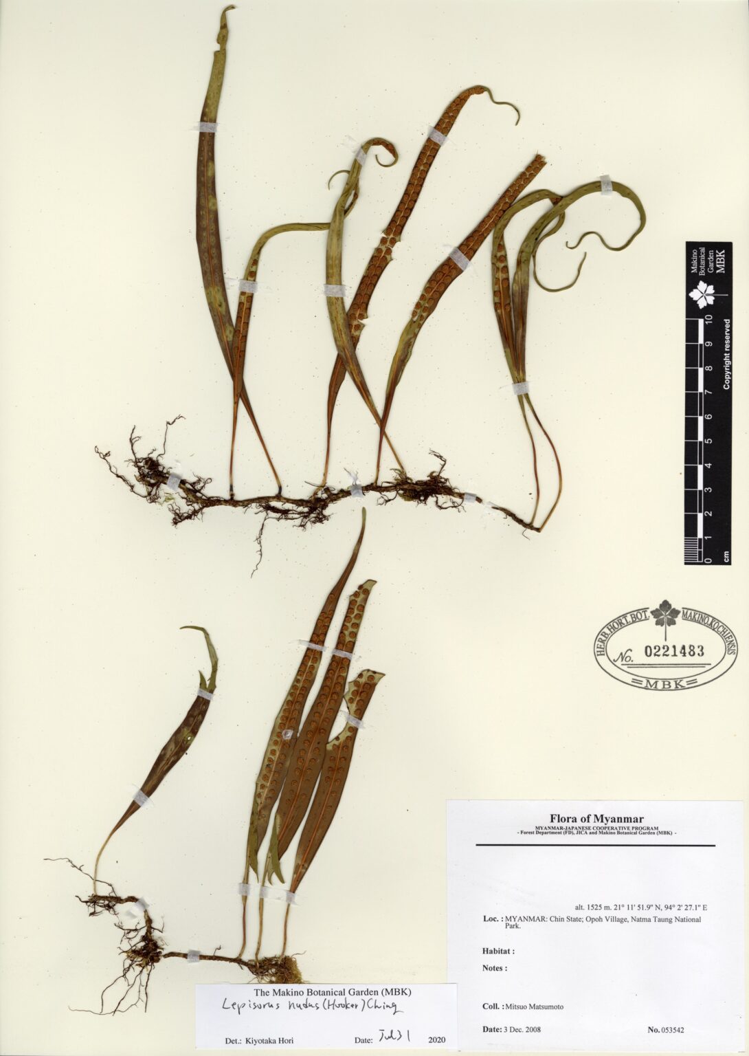 Lepisorus nudus (Hook.) Ching | Myanmar Vascular Plants Database