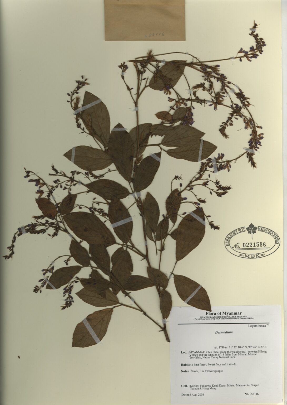 Ototropis multiflora (DC.) H.Ohashi & K.Ohashi | Myanmar Vascular ...