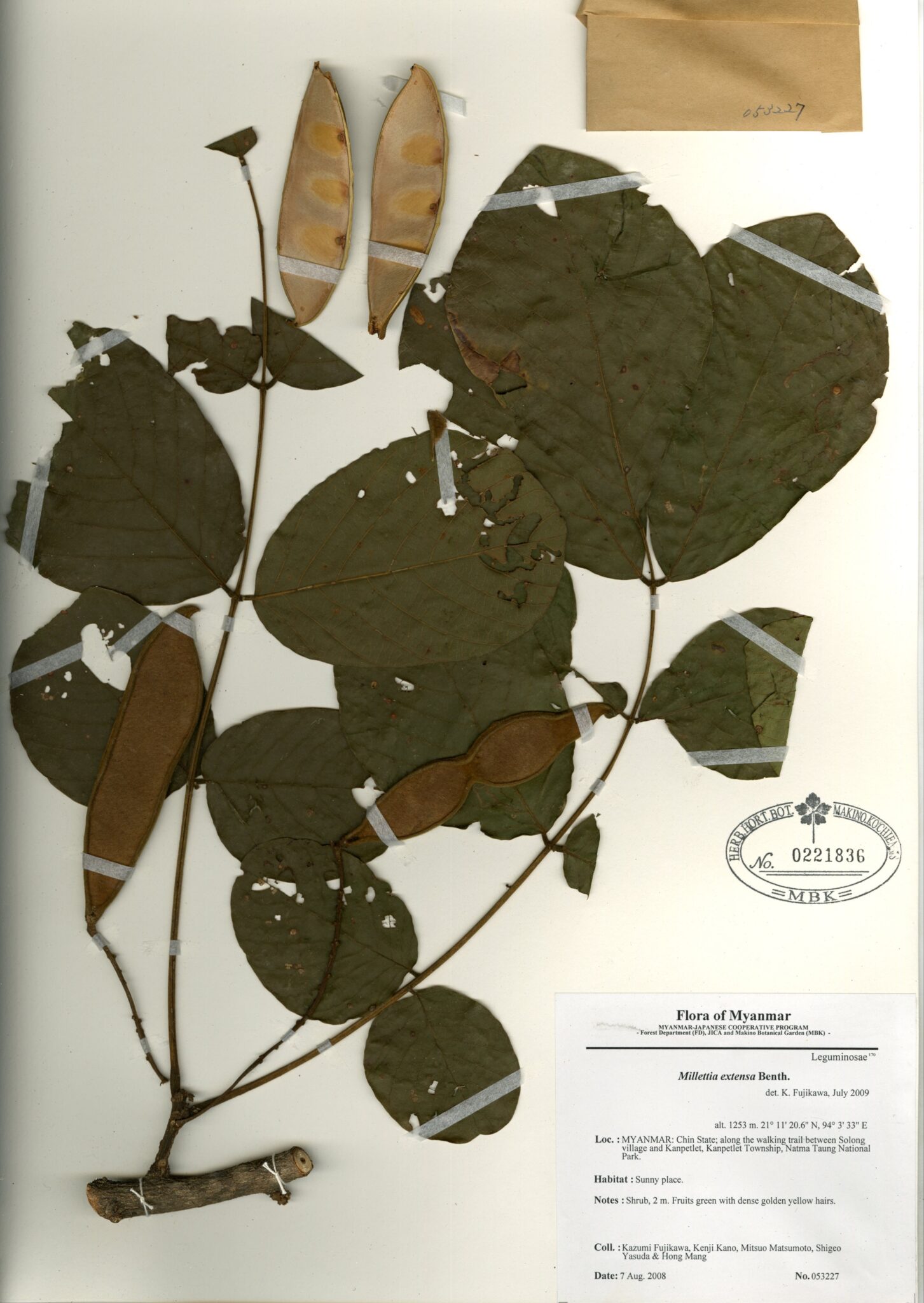 Millettia extensa Benth. ex Baker | Myanmar Vascular Plants Database