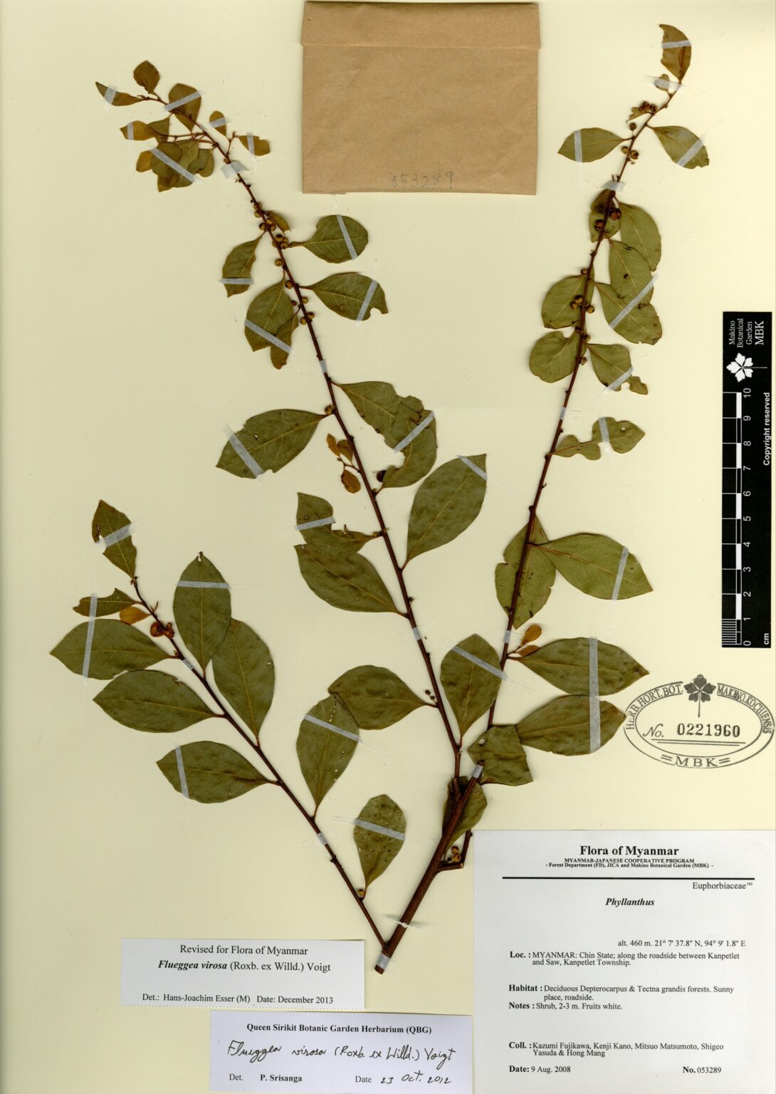 Flueggea virosa (Roxb. ex Willd.) Voigt | Myanmar Vascular Plants Database