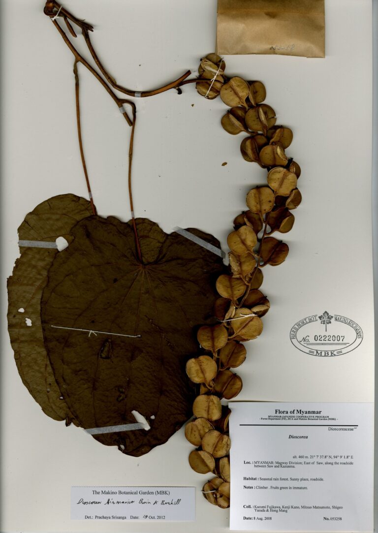 Dioscorea birmanica Prain & Burkill | Myanmar Vascular Plants Database