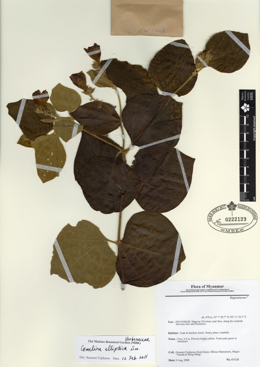 Gmelina elliptica Sm. | Myanmar Vascular Plants Database