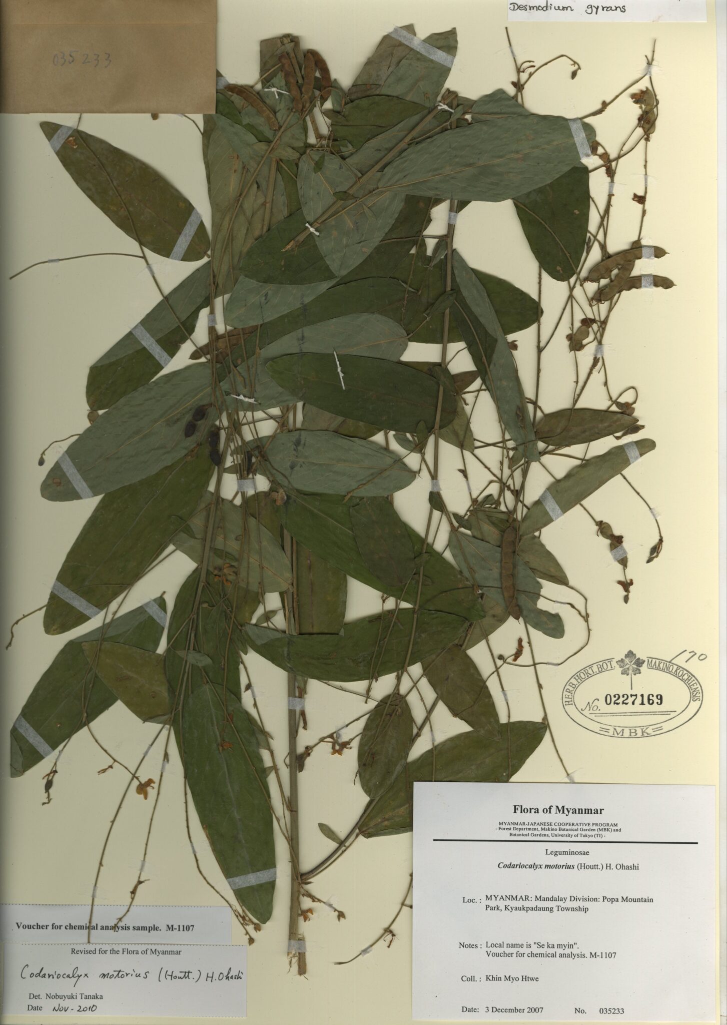 Codariocalyx motorius (Houtt.) H. Ohashi | Myanmar Vascular Plants Database