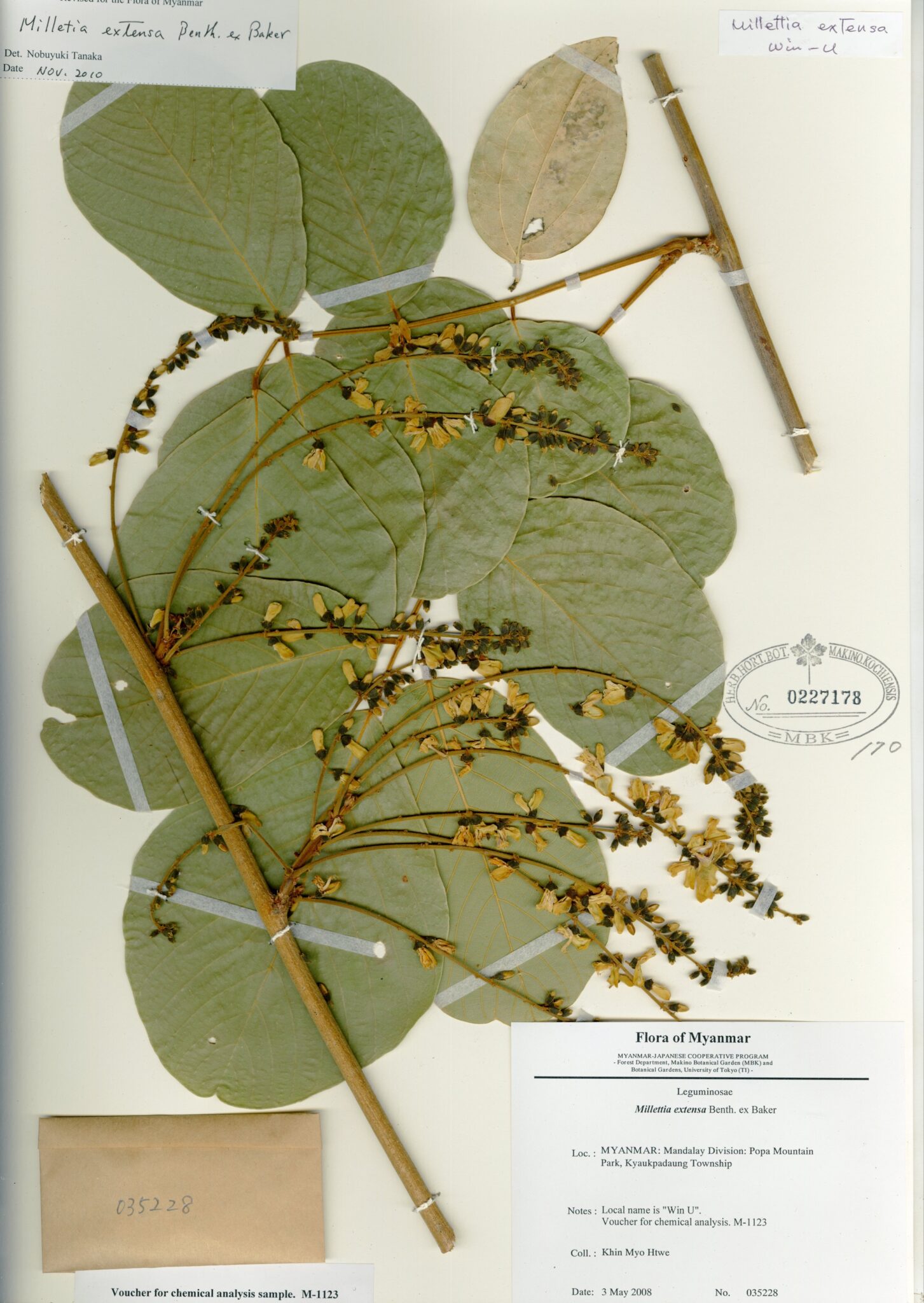 Millettia extensa Benth. ex Baker | Myanmar Vascular Plants Database