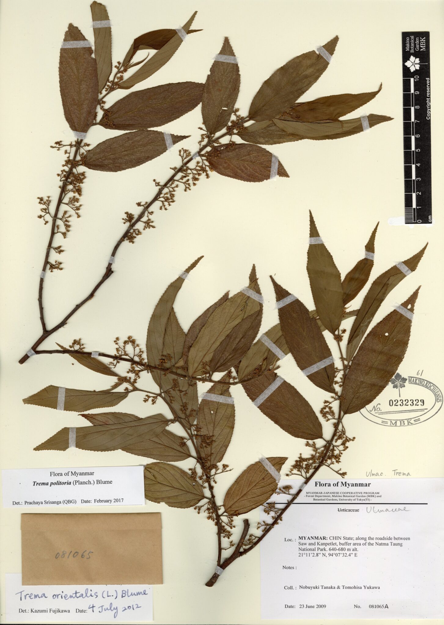 Trema politoria (Planch.) Blume | Myanmar Vascular Plants Database