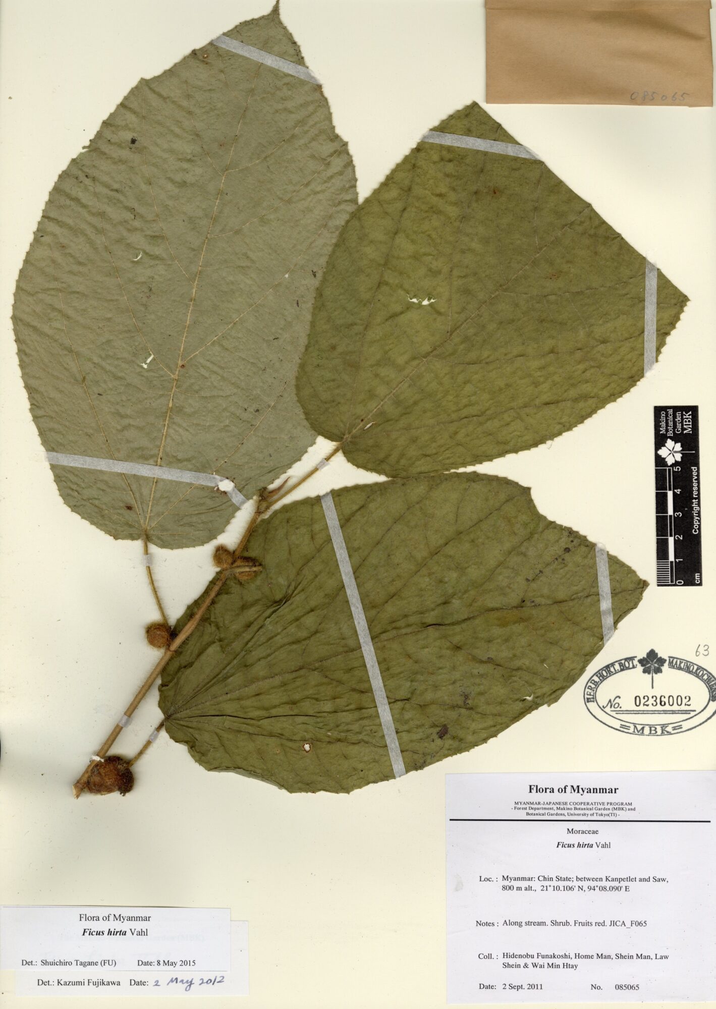 Ficus hirta Vahl | Myanmar Vascular Plants Database