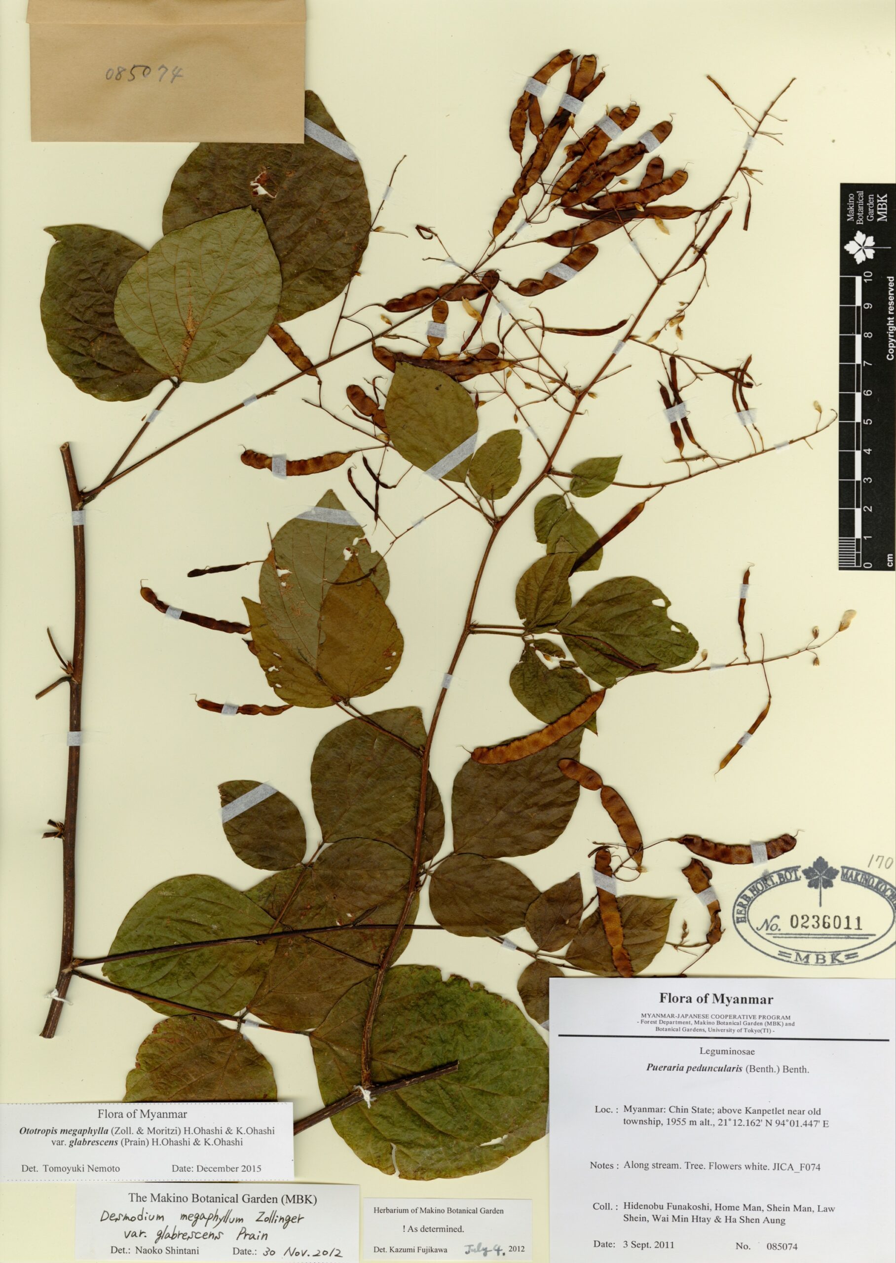 Ototropis megaphylla (Zoll. & Moritzi) H.Ohashi & K.Ohashi var ...