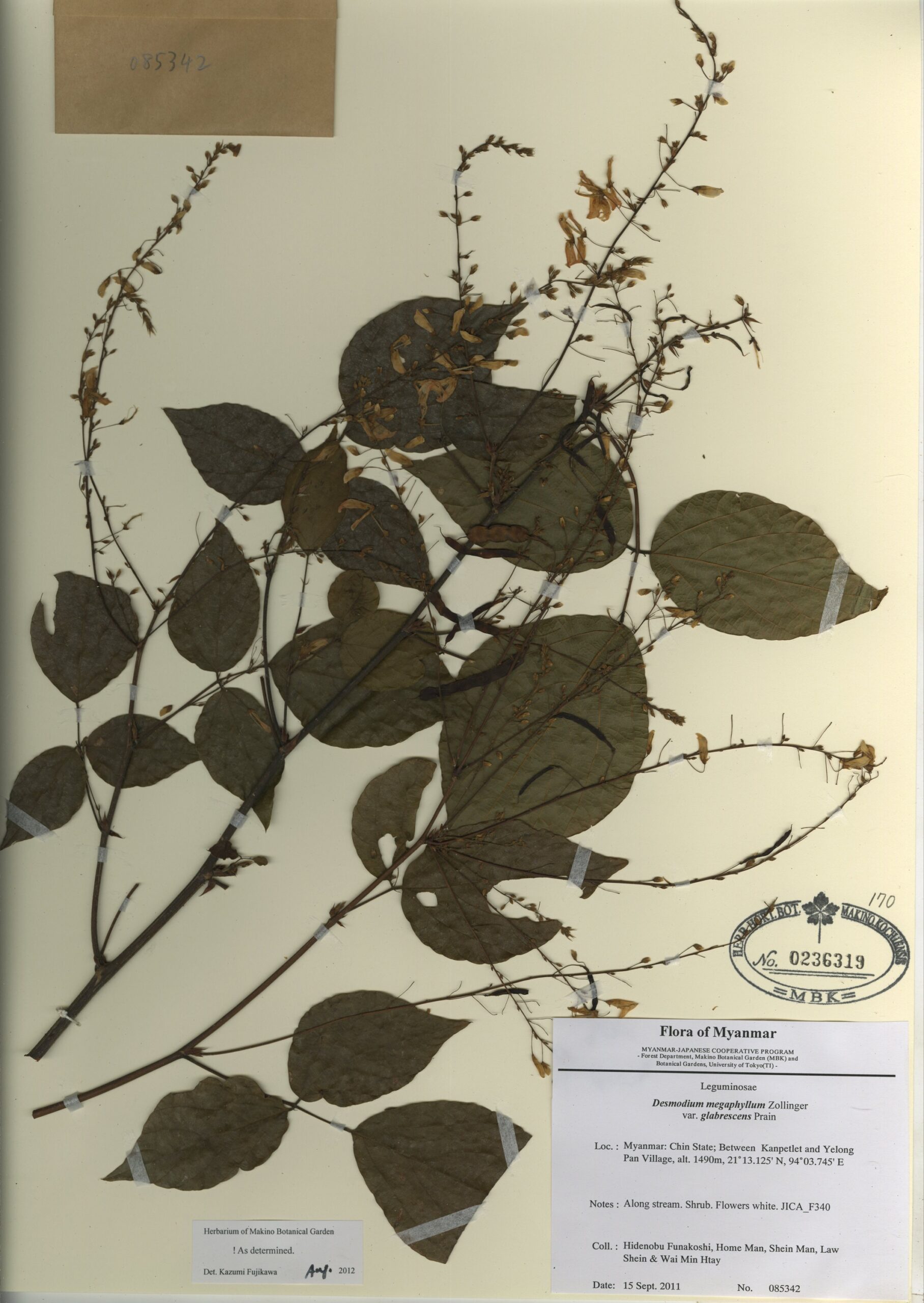 Ototropis megaphylla (Zoll. & Moritzi) H.Ohashi & K.Ohashi var ...