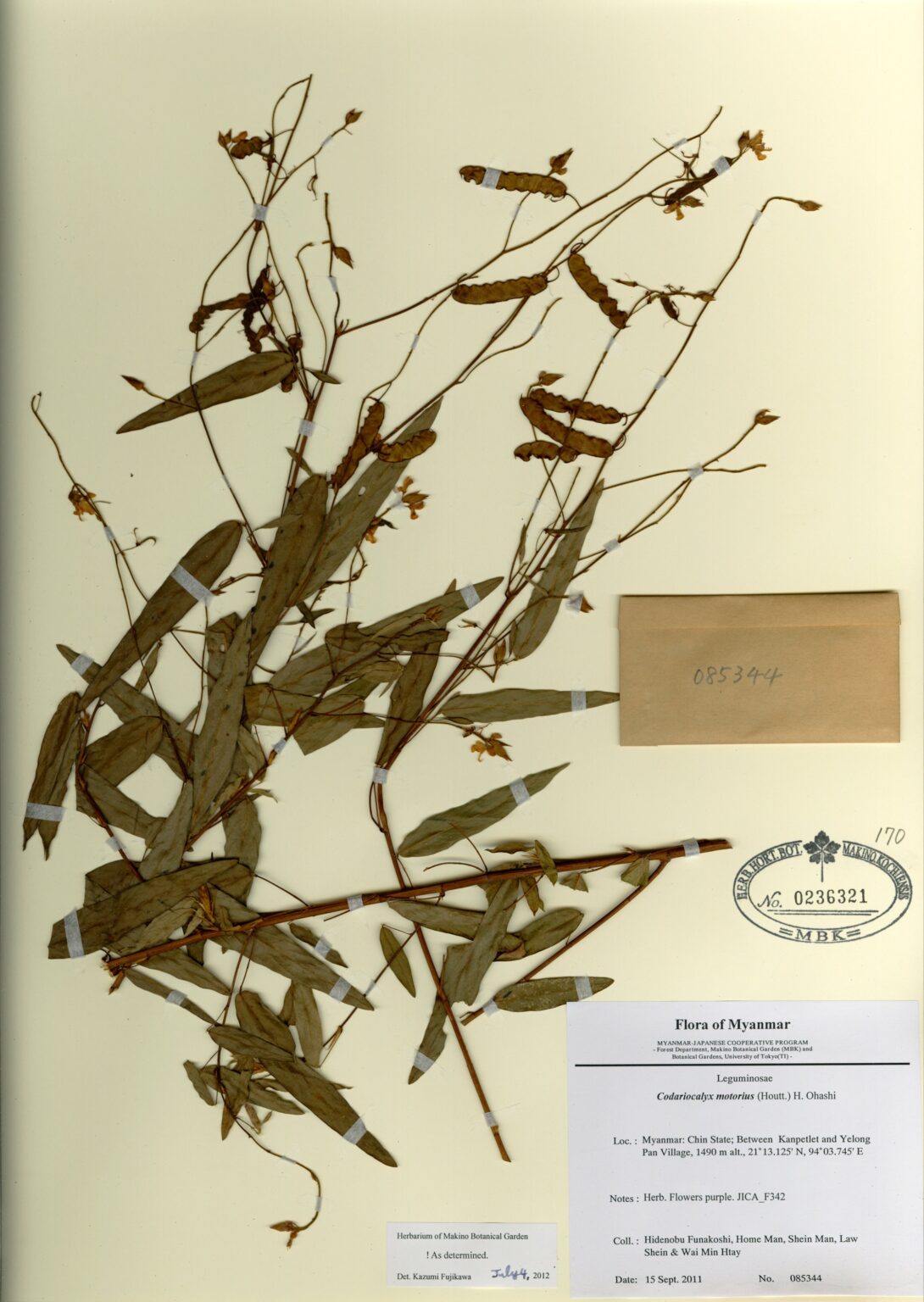 Codariocalyx motorius (Houtt.) H. Ohashi | Myanmar Vascular Plants Database