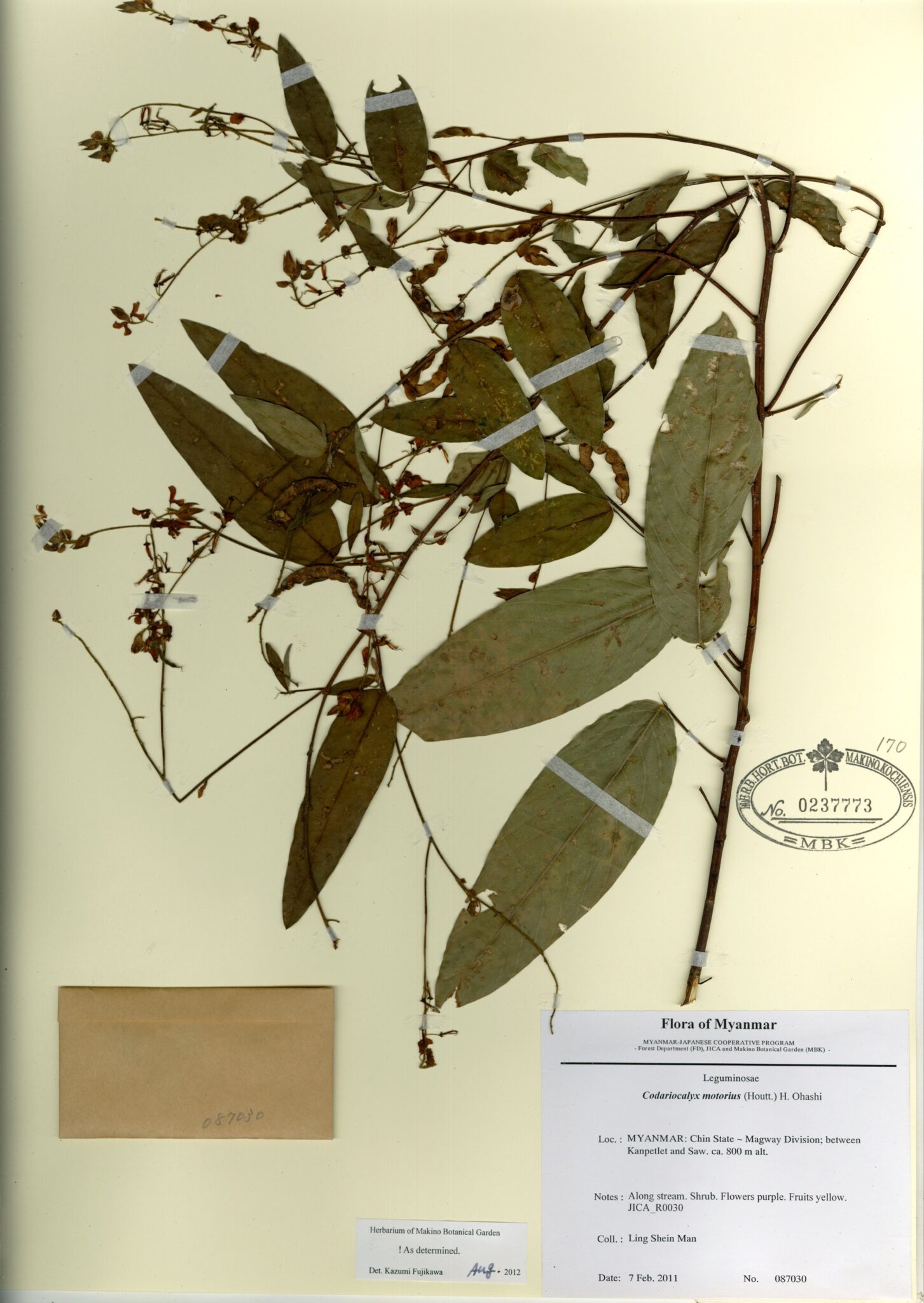Codariocalyx motorius (Houtt.) H. Ohashi | Myanmar Vascular Plants Database