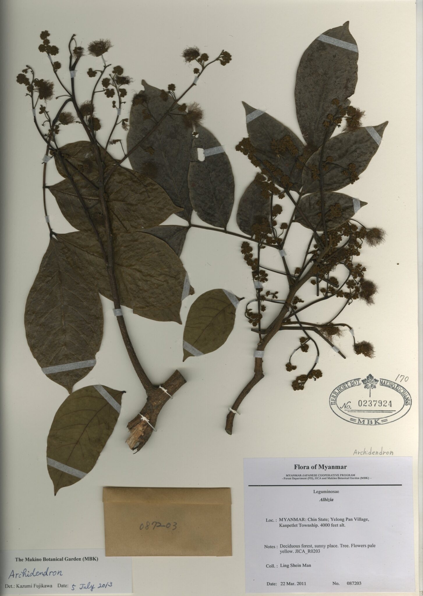 Archidendron lucidum (Benth.) I.C. Nielsen | Myanmar Vascular Plants ...