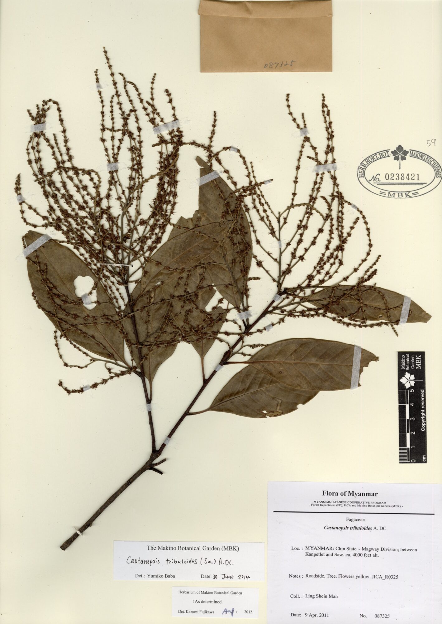 Castanopsis tribuloides (Sm.) A. DC. | Myanmar Vascular Plants Database