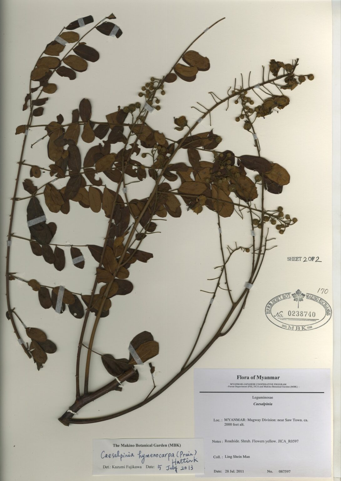 Caesalpinia hymenocarpa (Prain) Hattink | Myanmar Vascular Plants Database