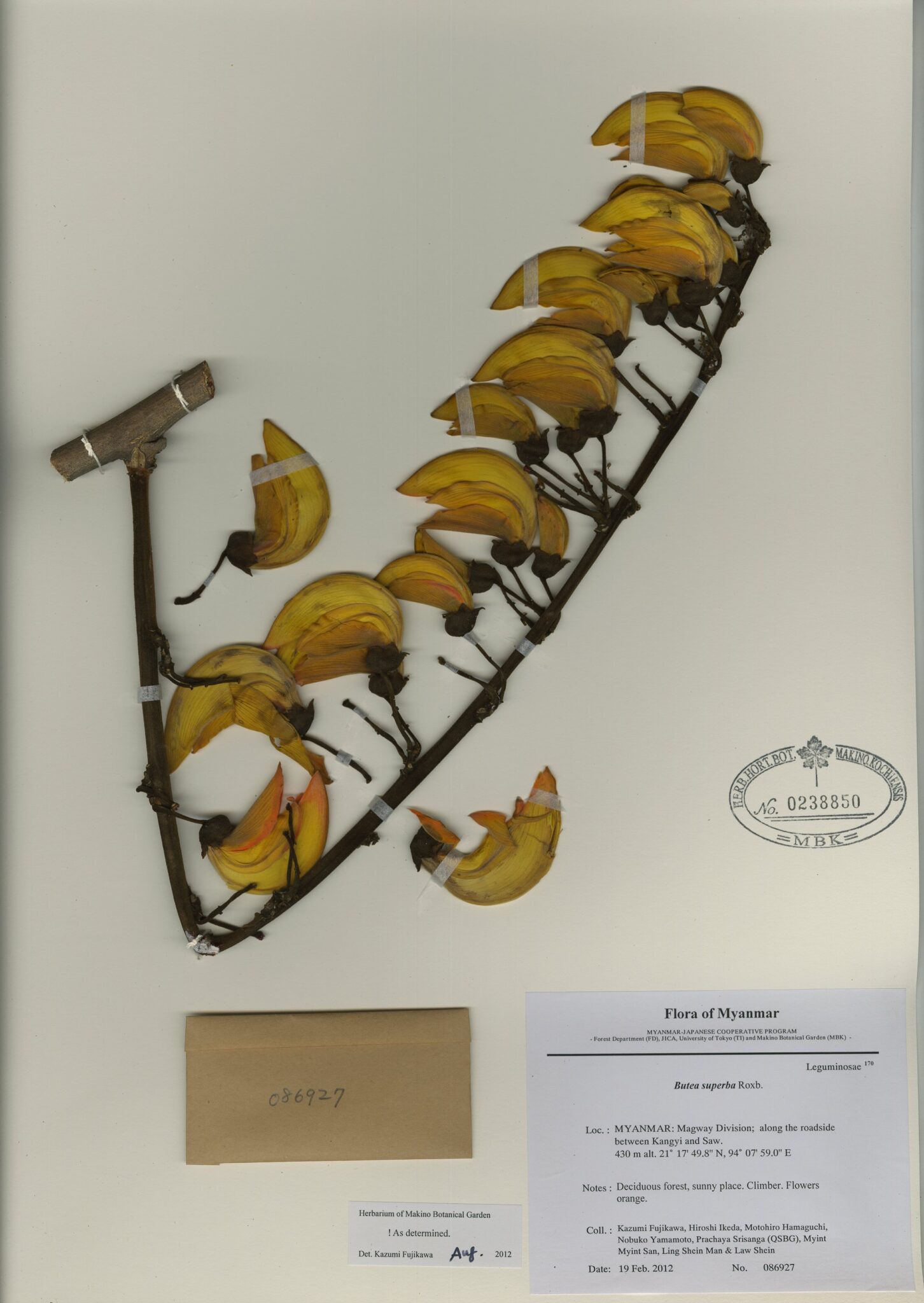 Butea superba Roxb. ex Willd. | Myanmar Vascular Plants Database