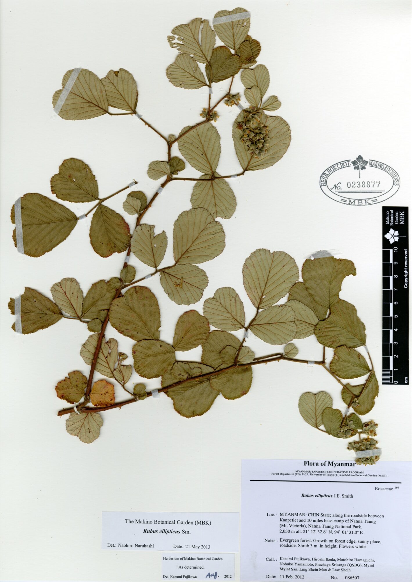 Rubus ellipticus Sm. | Myanmar Vascular Plants Database