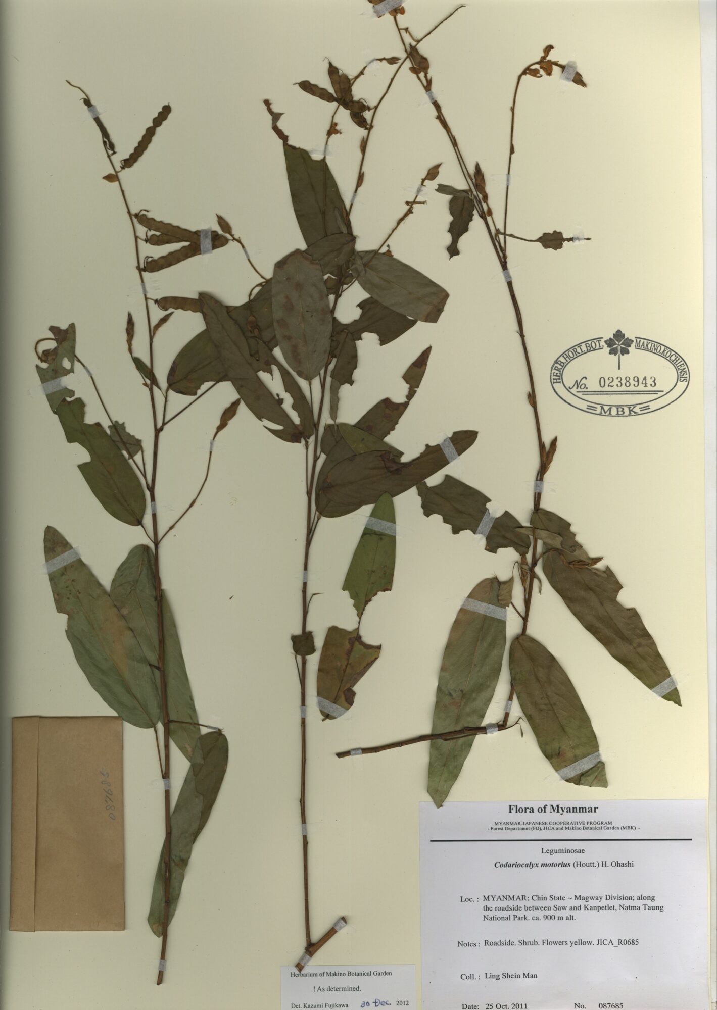 Codariocalyx motorius (Houtt.) H. Ohashi | Myanmar Vascular Plants Database