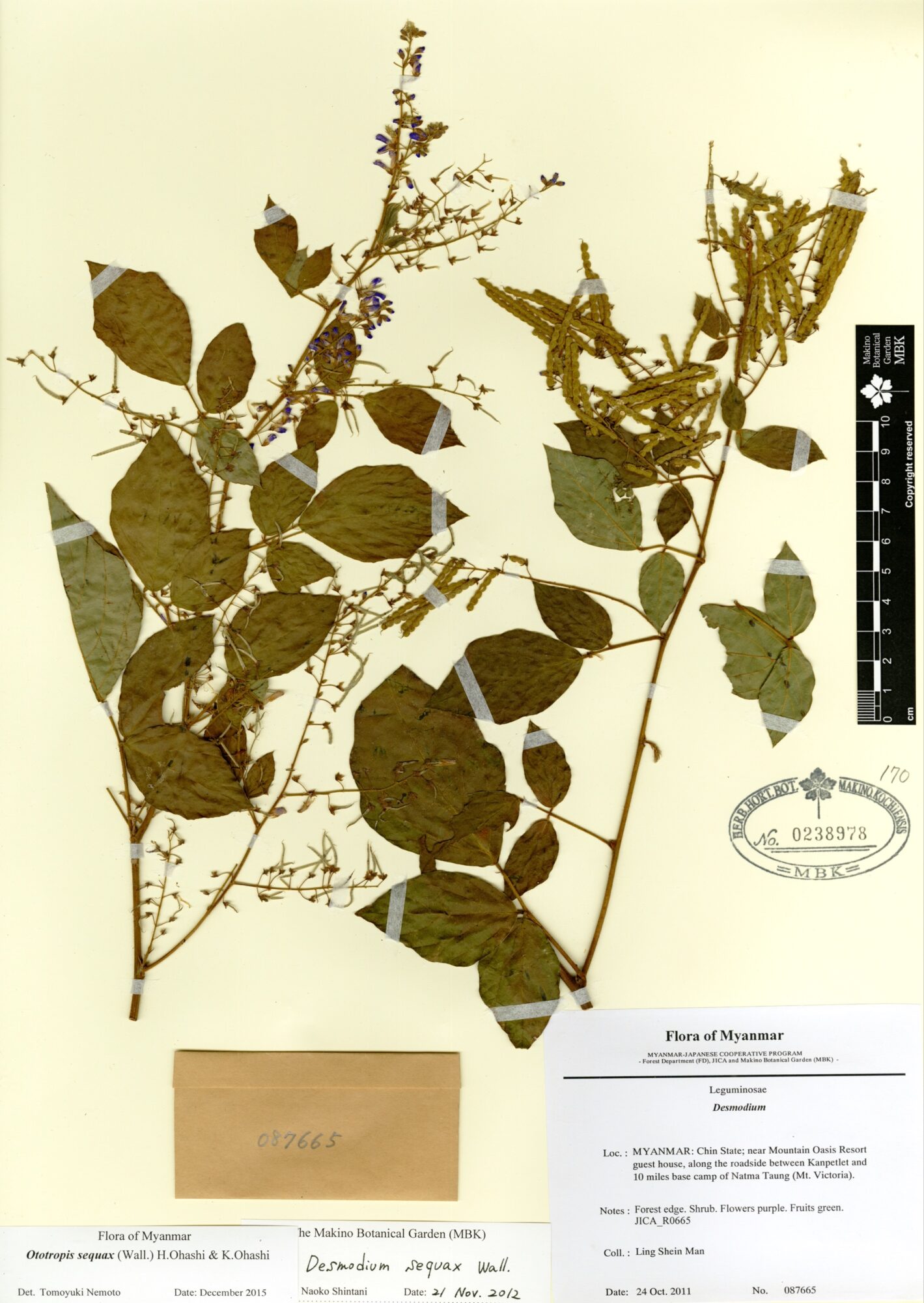 Ototropis sequax (Wall.) H.Ohashi & K.Ohashi | Myanmar Vascular Plants ...
