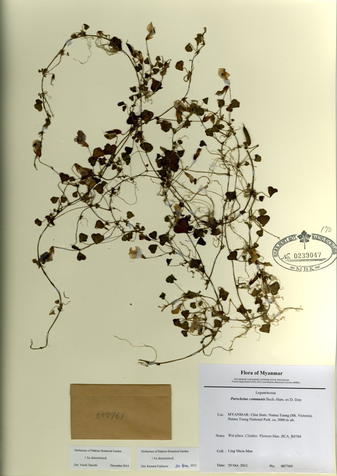 Parochetus communis Buch.-Ham. ex D. Don | Myanmar Vascular Plants Database