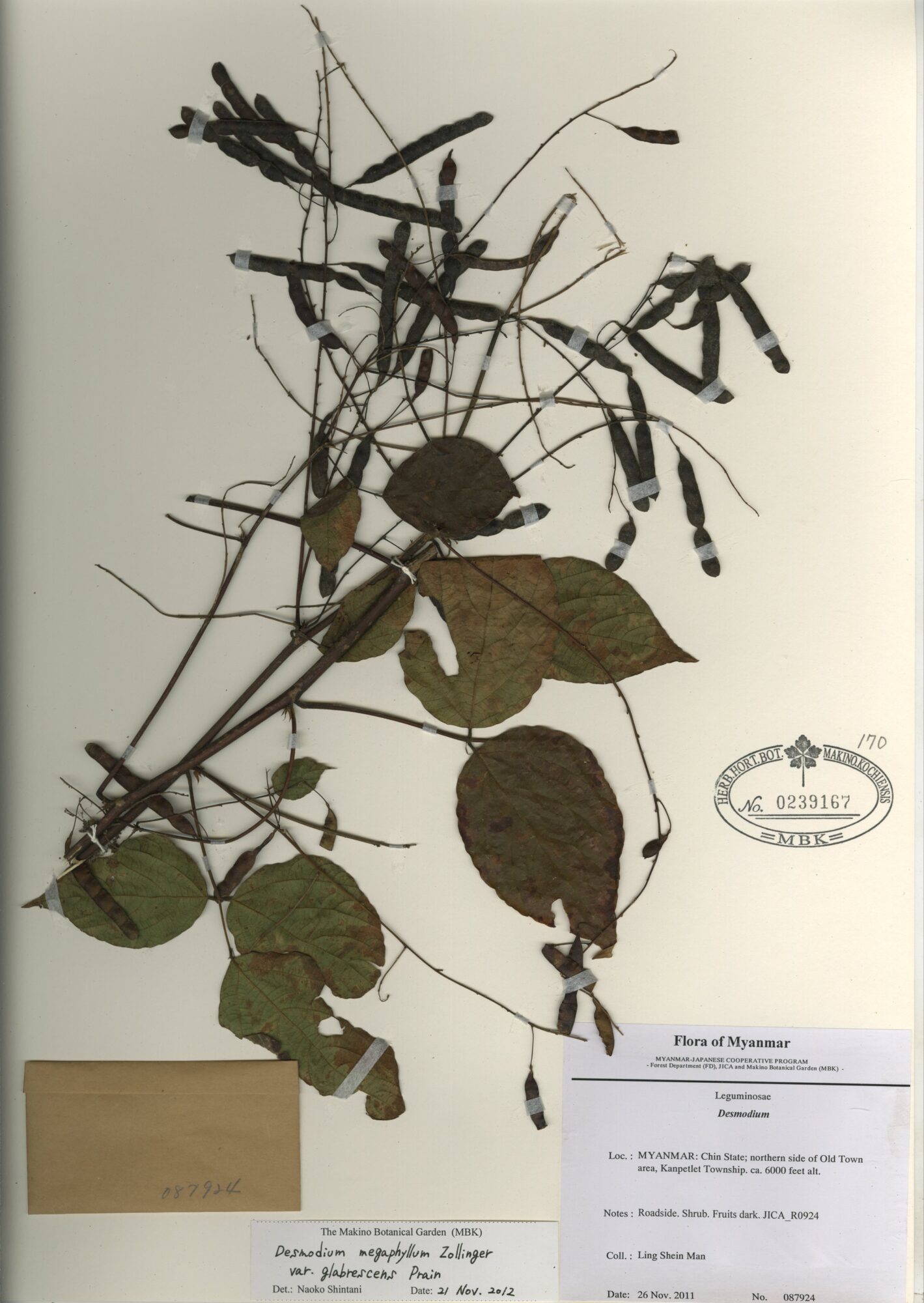 Ototropis megaphylla (Zoll. & Moritzi) H.Ohashi & K.Ohashi var ...