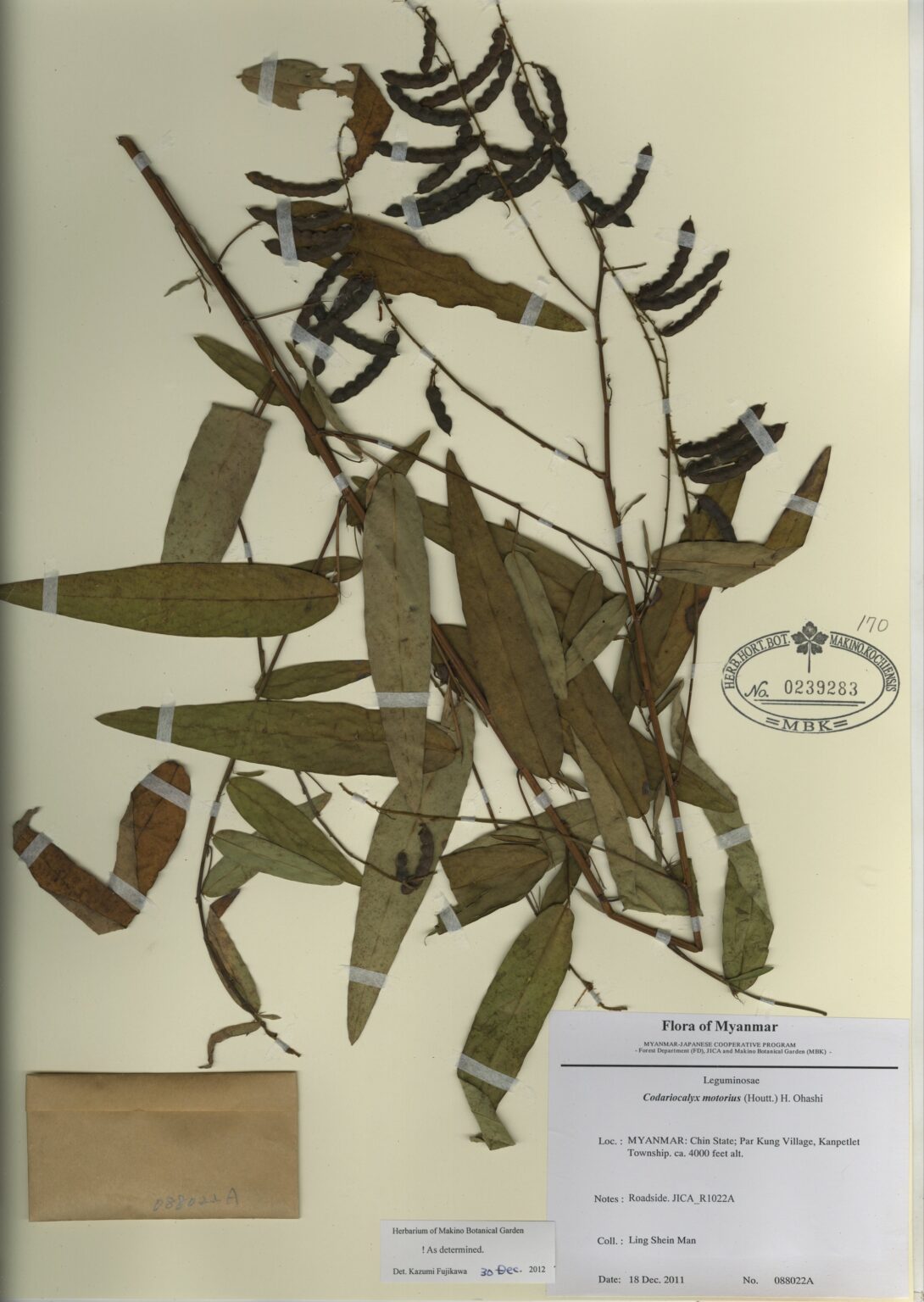 Codariocalyx motorius (Houtt.) H. Ohashi | Myanmar Vascular Plants Database